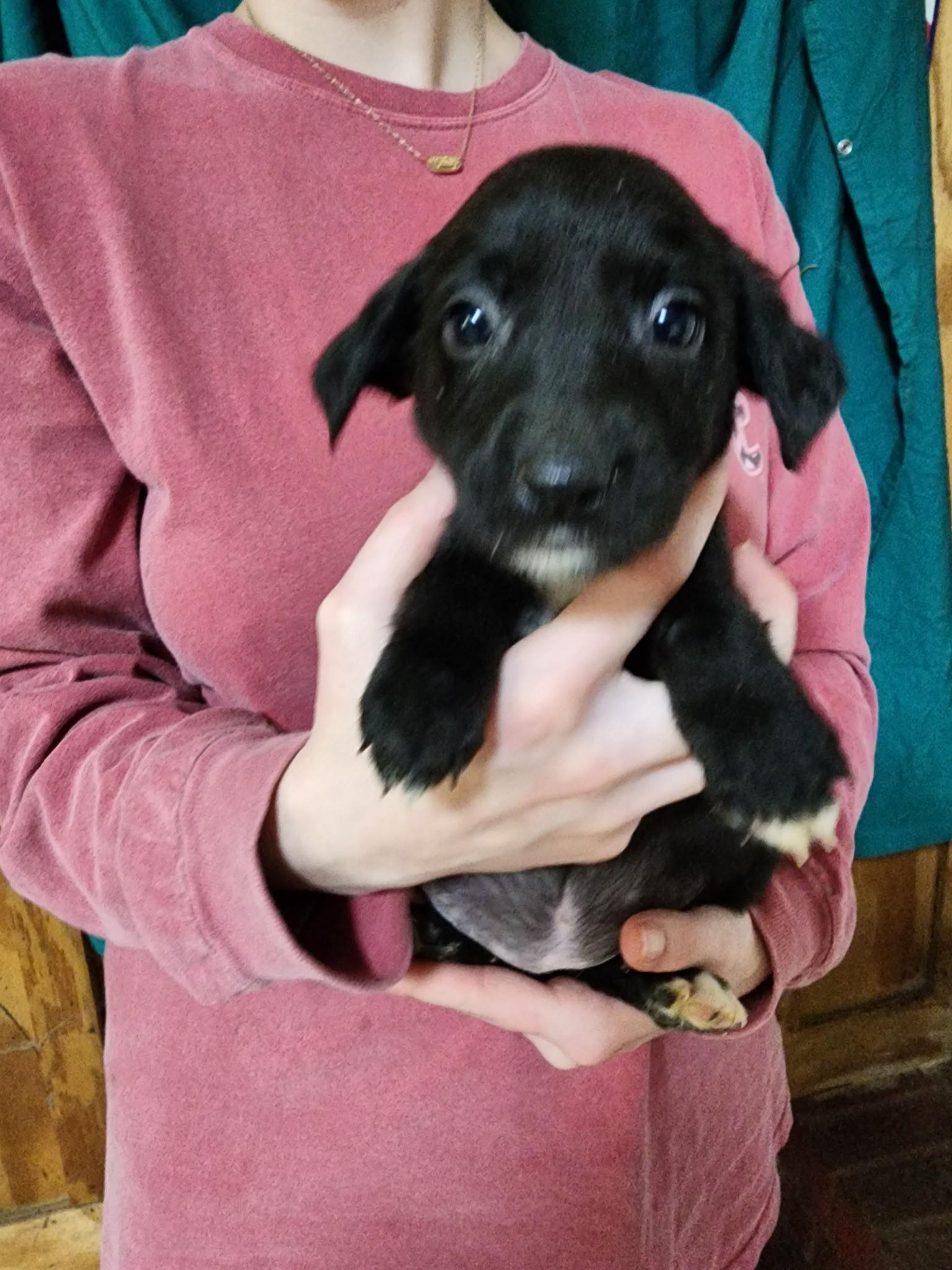 Dog for Adoption - Paige (NY-Emily), a Labrador Retriever in Lakeland ...