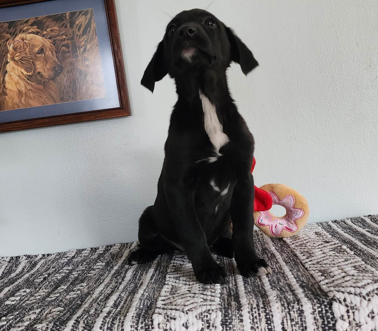 Dog for Adoption - Penny (NY-Emily), a Labrador Retriever in Lakeland ...