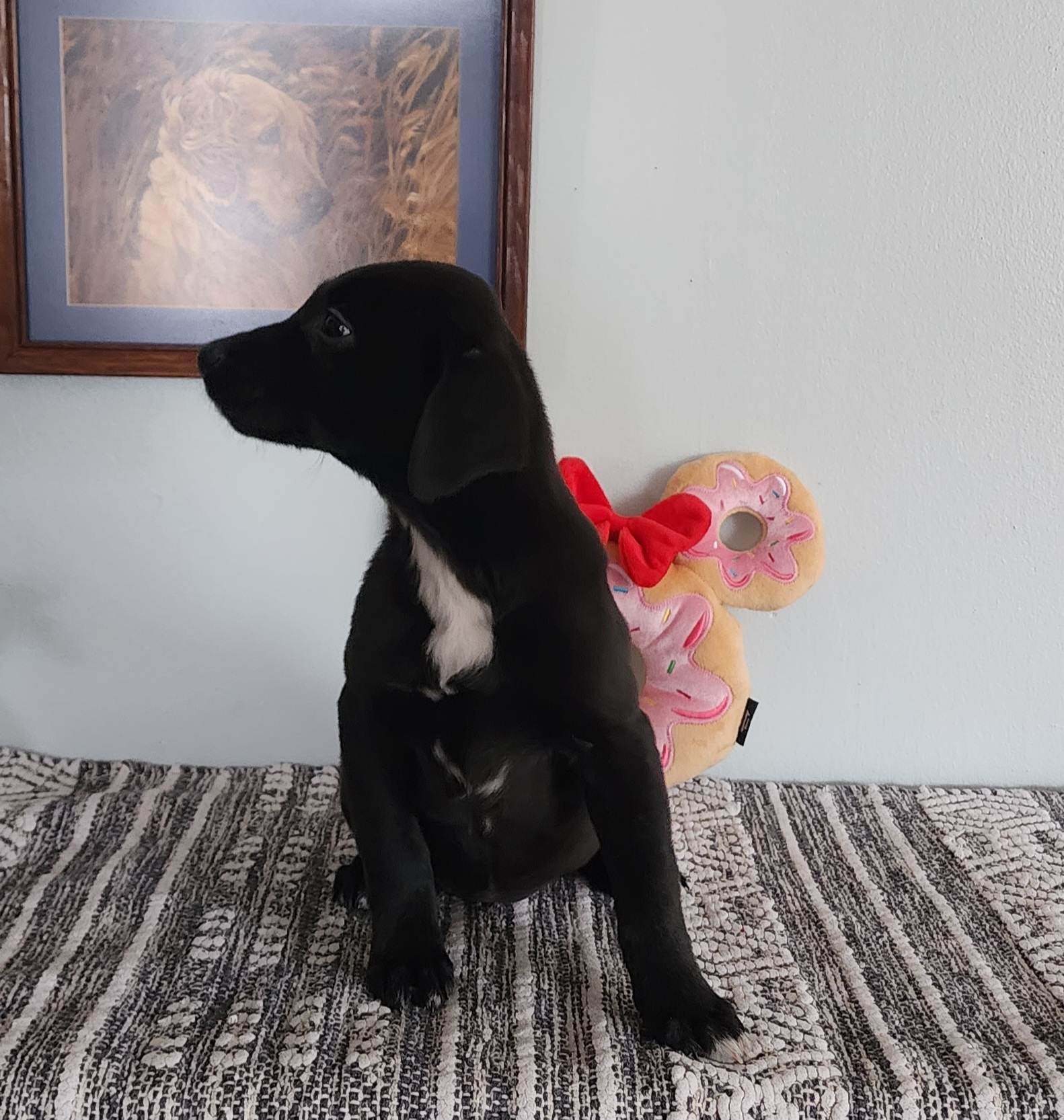 Dog for Adoption - Penny (NY-Emily), a Labrador Retriever in Lakeland ...