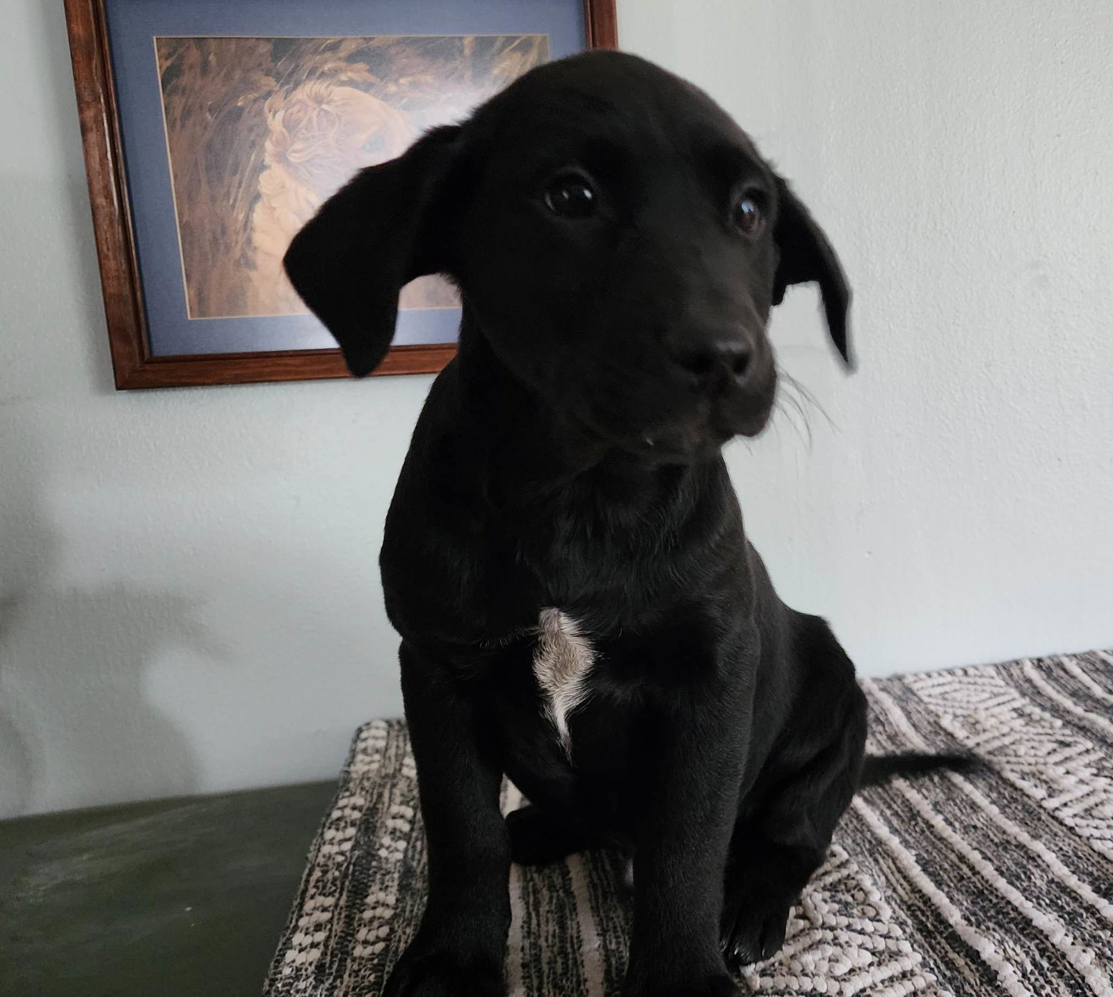 Dog for Adoption - Pesto (NY-Emily), a Labrador Retriever in Lakeland ...