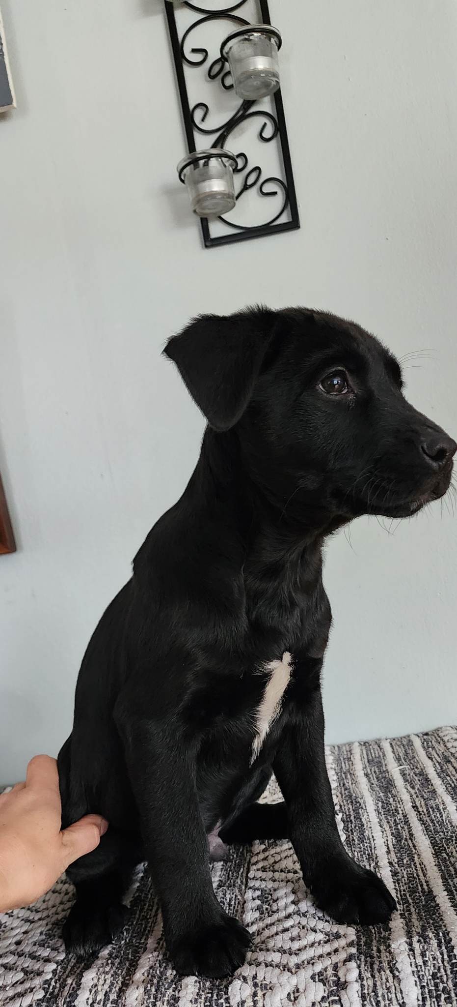 Dog for Adoption - Pesto (NY-Emily), a Labrador Retriever in Lakeland ...