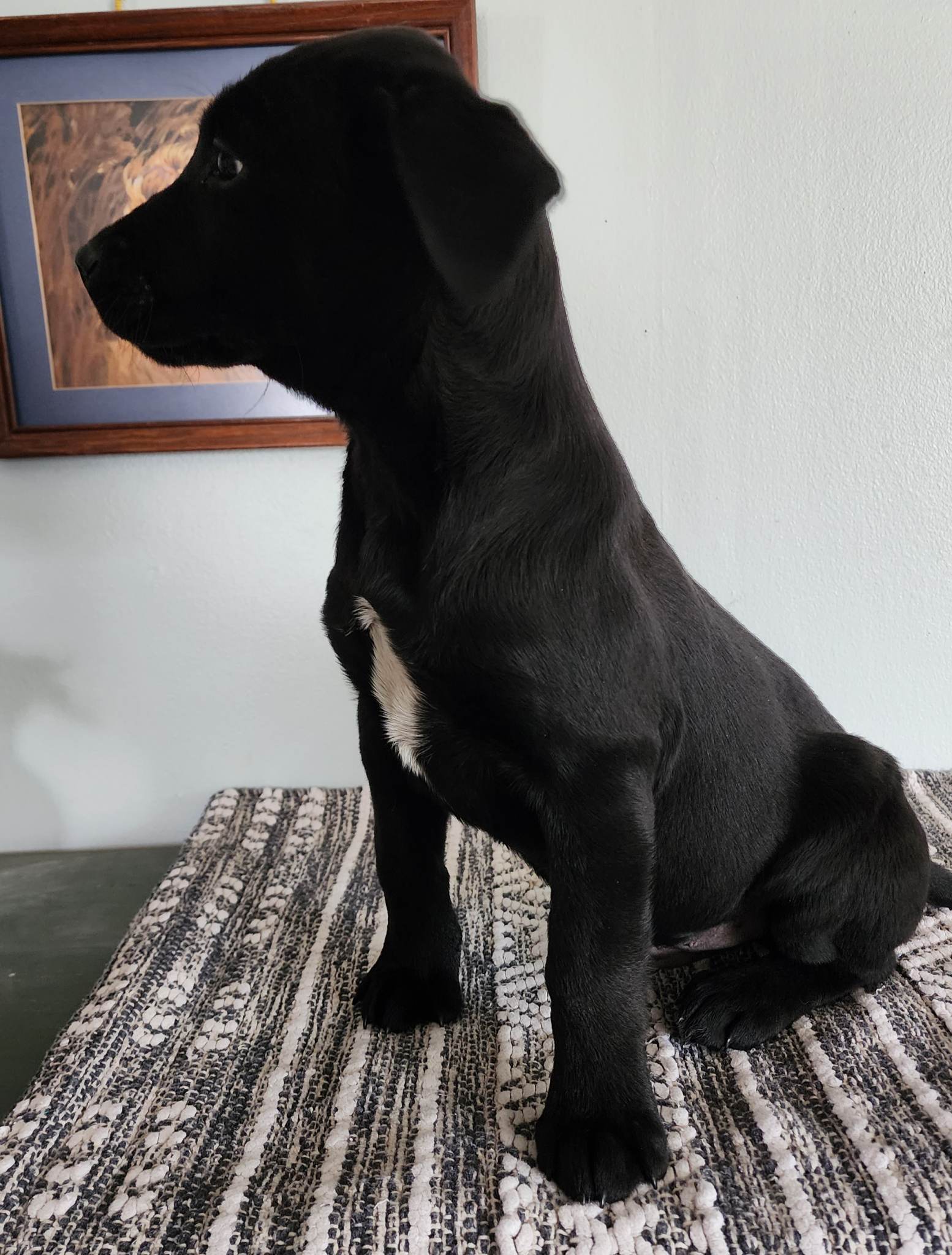 Dog for Adoption - Pesto (NY-Emily), a Labrador Retriever in Lakeland ...