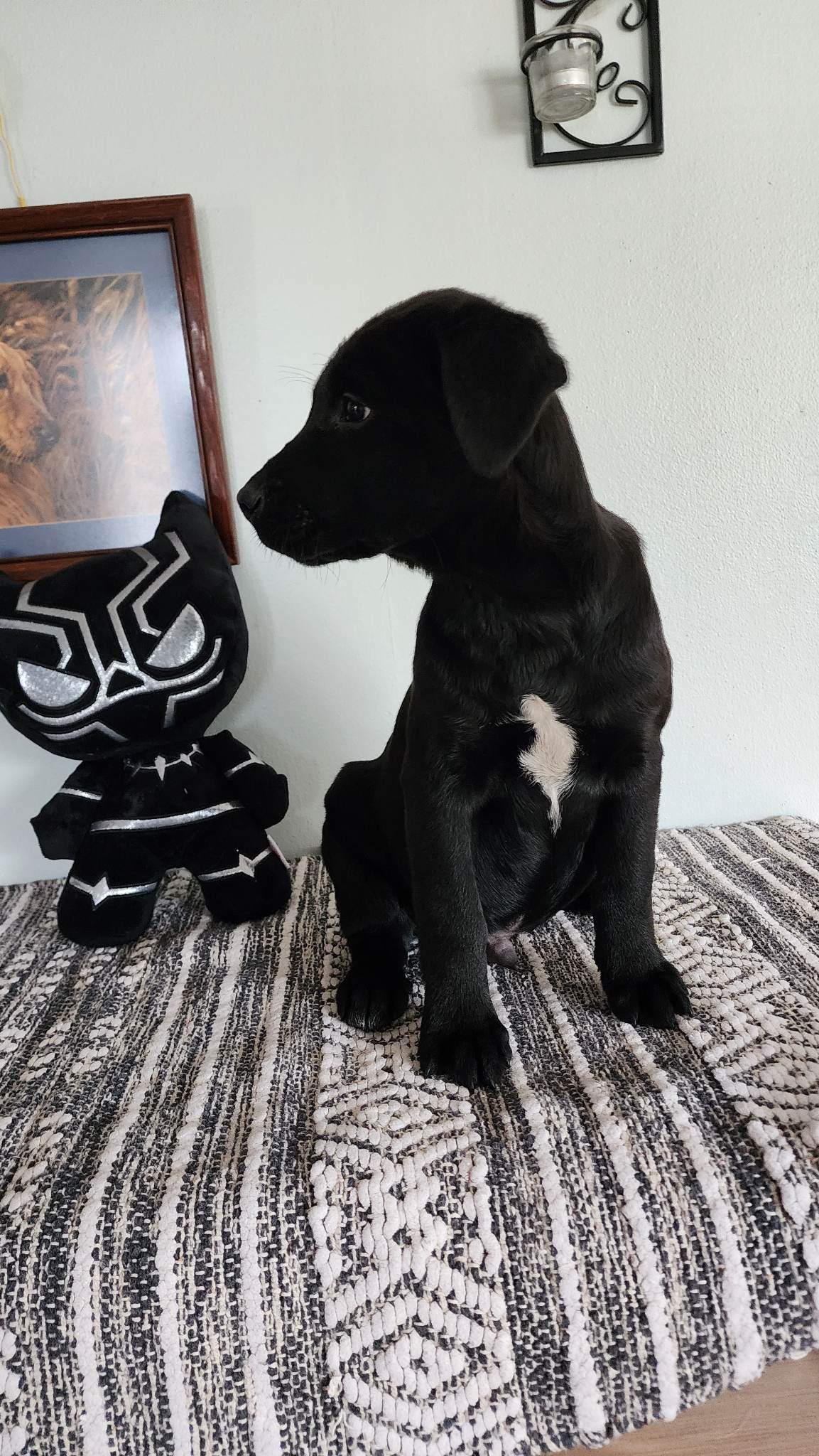 Dog for Adoption - Pesto (NY-Emily), a Labrador Retriever in Lakeland ...