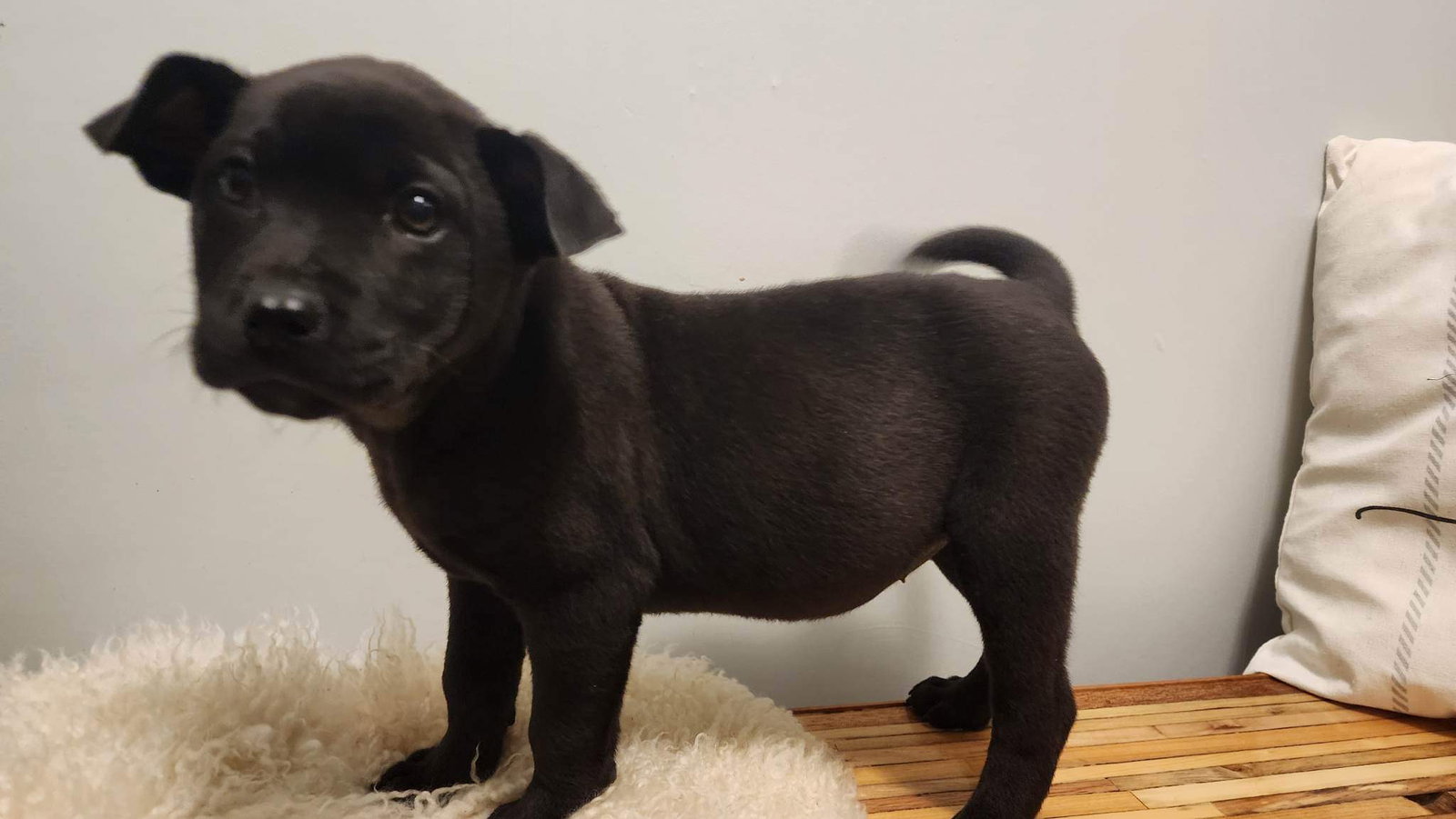 Dog for Adoption - Waverly (NY-Emily), a Pit Bull Terrier in Lakeland ...