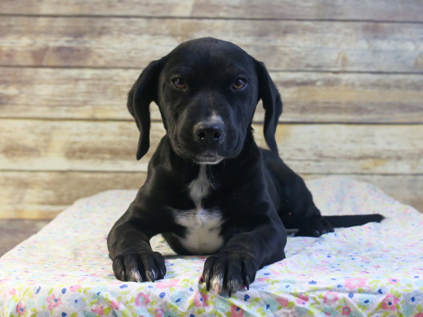 Dog for Adoption - Dyson (NY-Leah), a Labrador Retriever in Syracuse ...