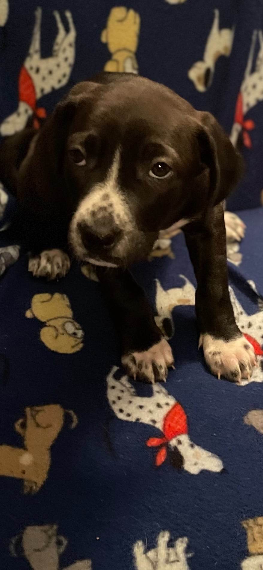 Dog for Adoption - Jolie (NY-Lia) *Vestal NY*, a Labrador Retriever in ...