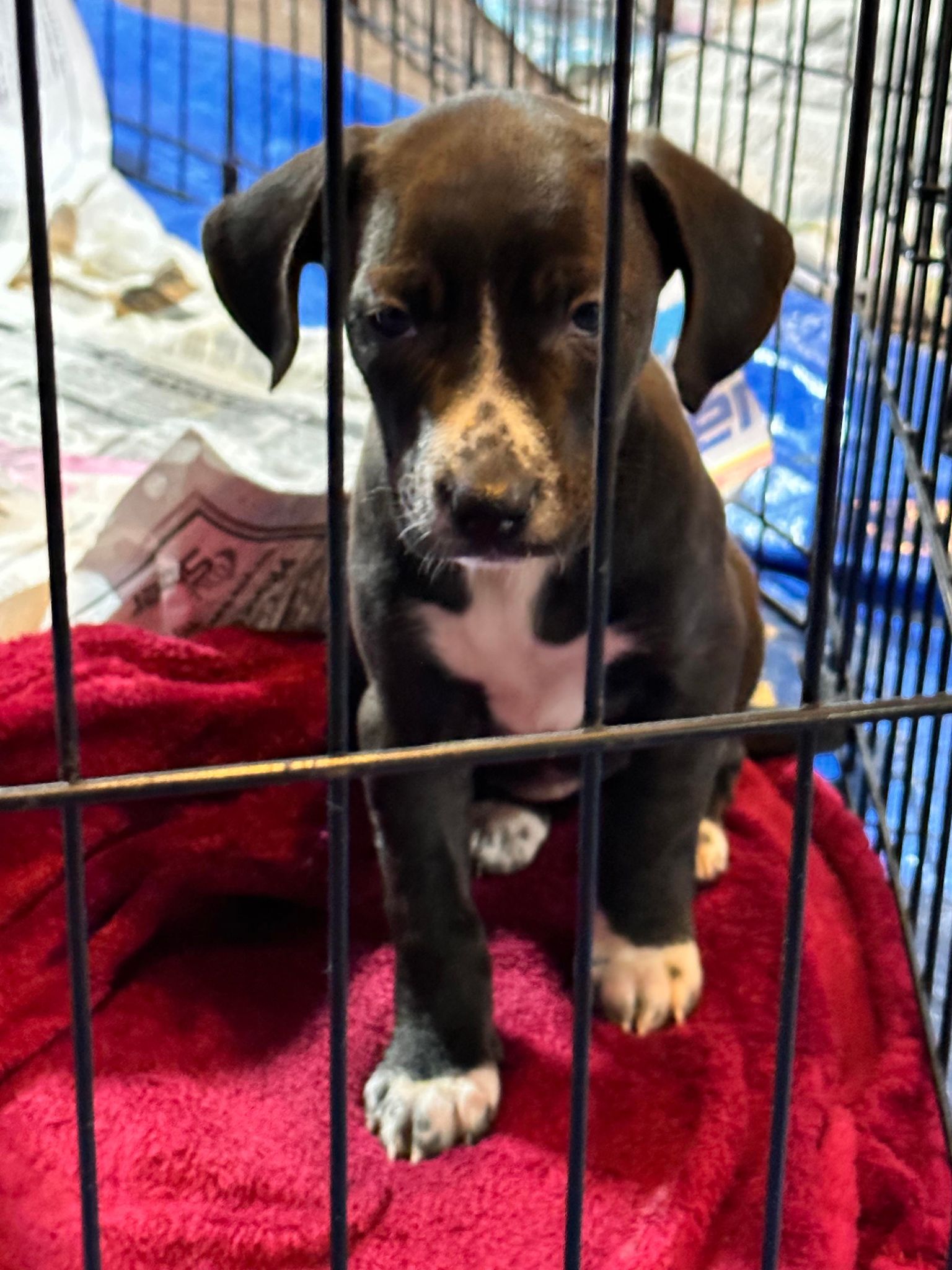Dog for Adoption - Jolie (NY-Lia) *Vestal NY*, a Labrador Retriever in ...