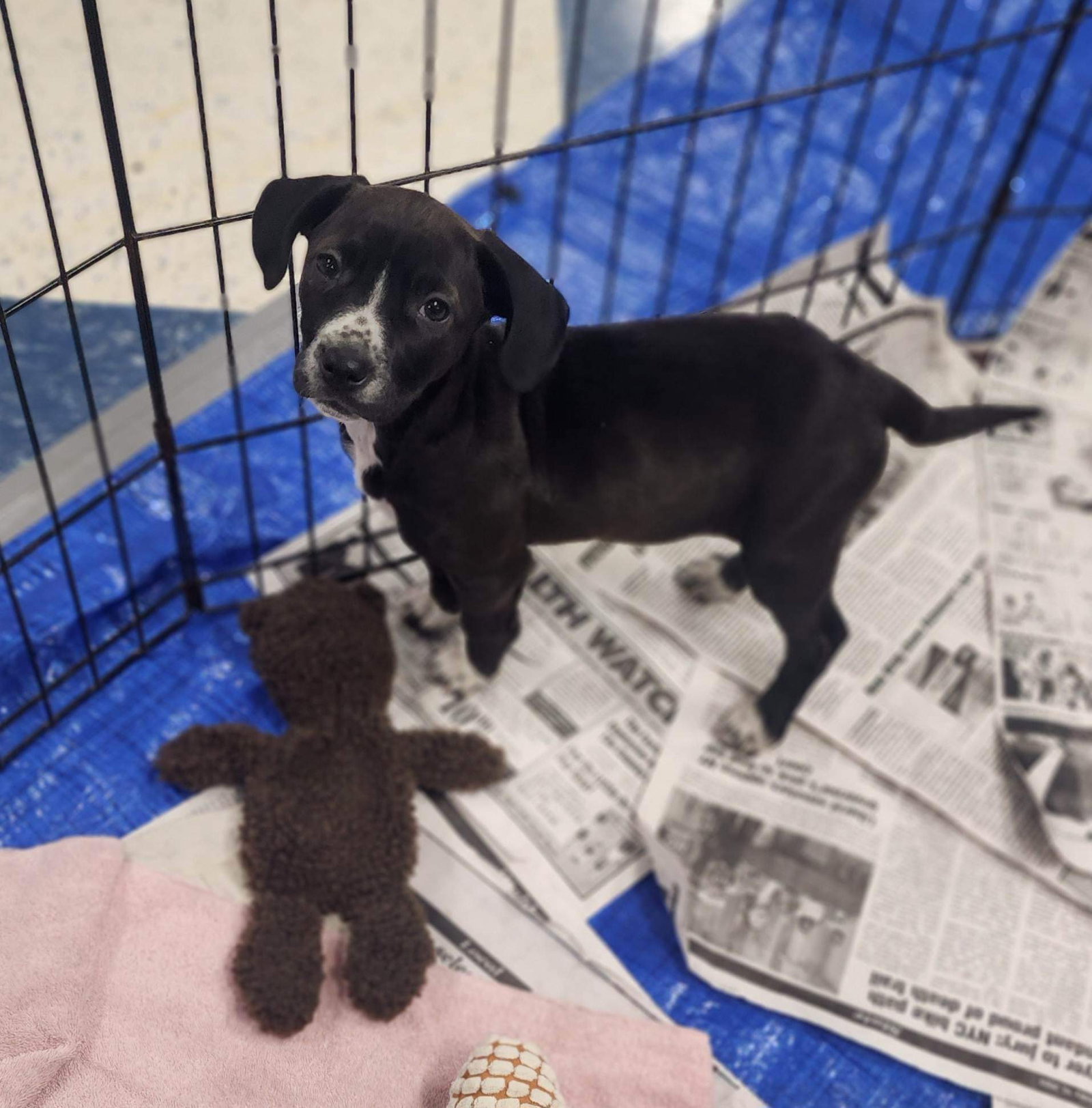 Dog for Adoption - Jolie (NY-Lia) *Vestal NY*, a Labrador Retriever in ...