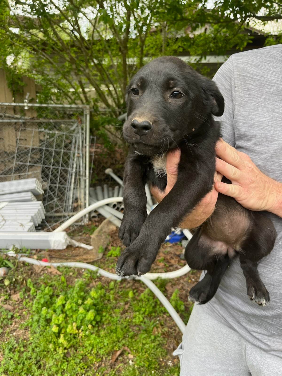Dog for Adoption - Nolan (NY-Emily), a Labrador Retriever in Mcgraw, NY ...