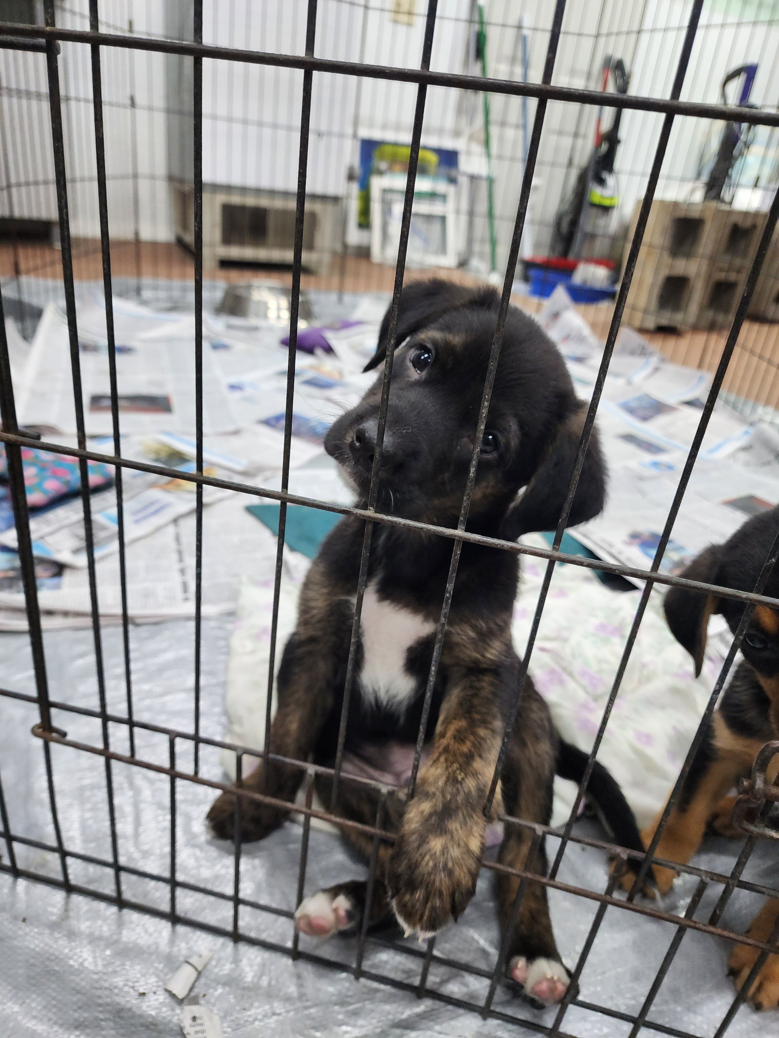 Dog for Adoption - Rama (NY-Sarah), a Rottweiler in Dryden, NY | Alpha Paw