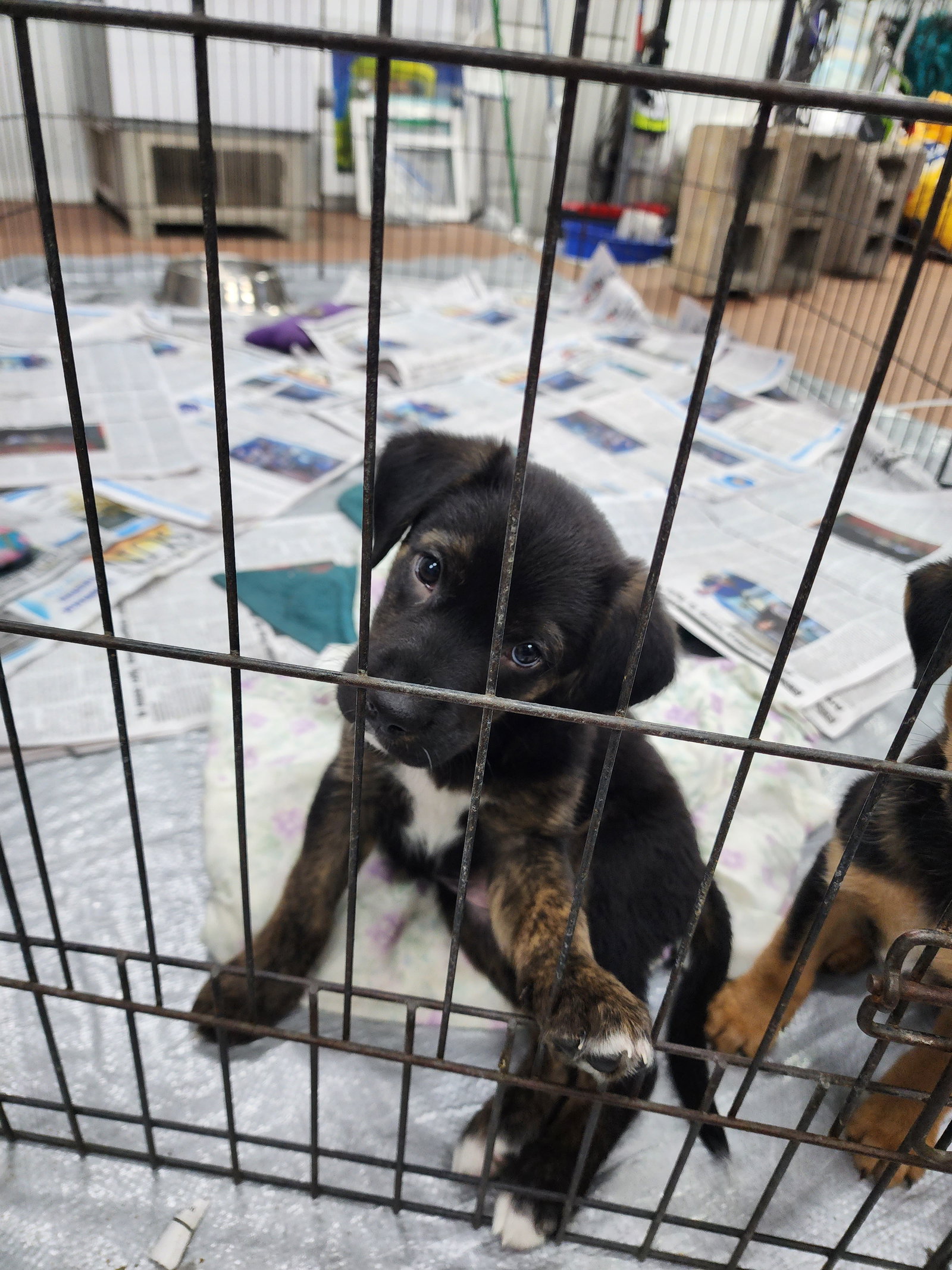 Dog for Adoption - Rama (NY-Sarah), a Rottweiler in Dryden, NY | Alpha Paw