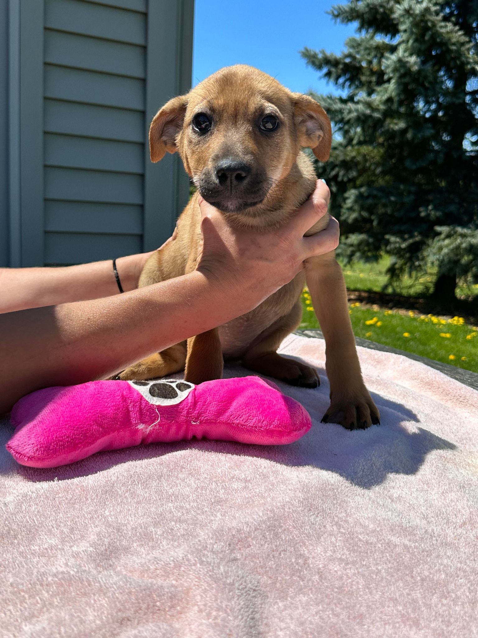 Dog for Adoption - Pippi (NY-Sarah), a Labrador Retriever in Utica, NY ...