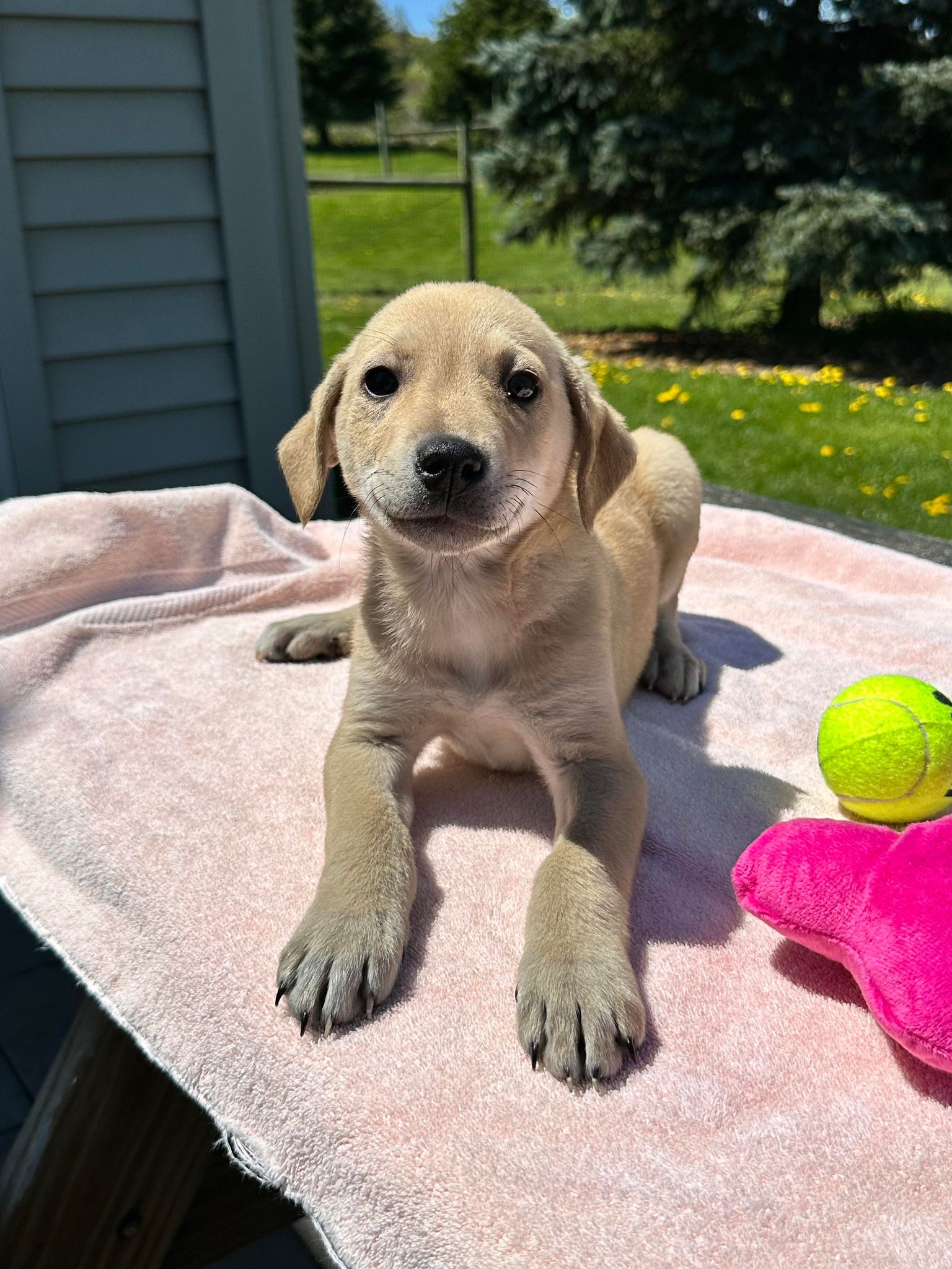 Dog for Adoption - Peta (NY-Sarah), a Golden Retriever in Nedrow, NY ...