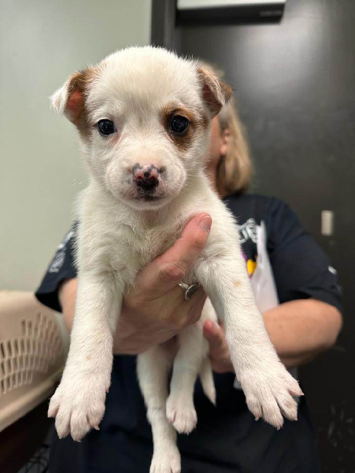Dog for Adoption - Roma (NY-Shari) *ADOPTED*, a Australian Cattle Dog ...