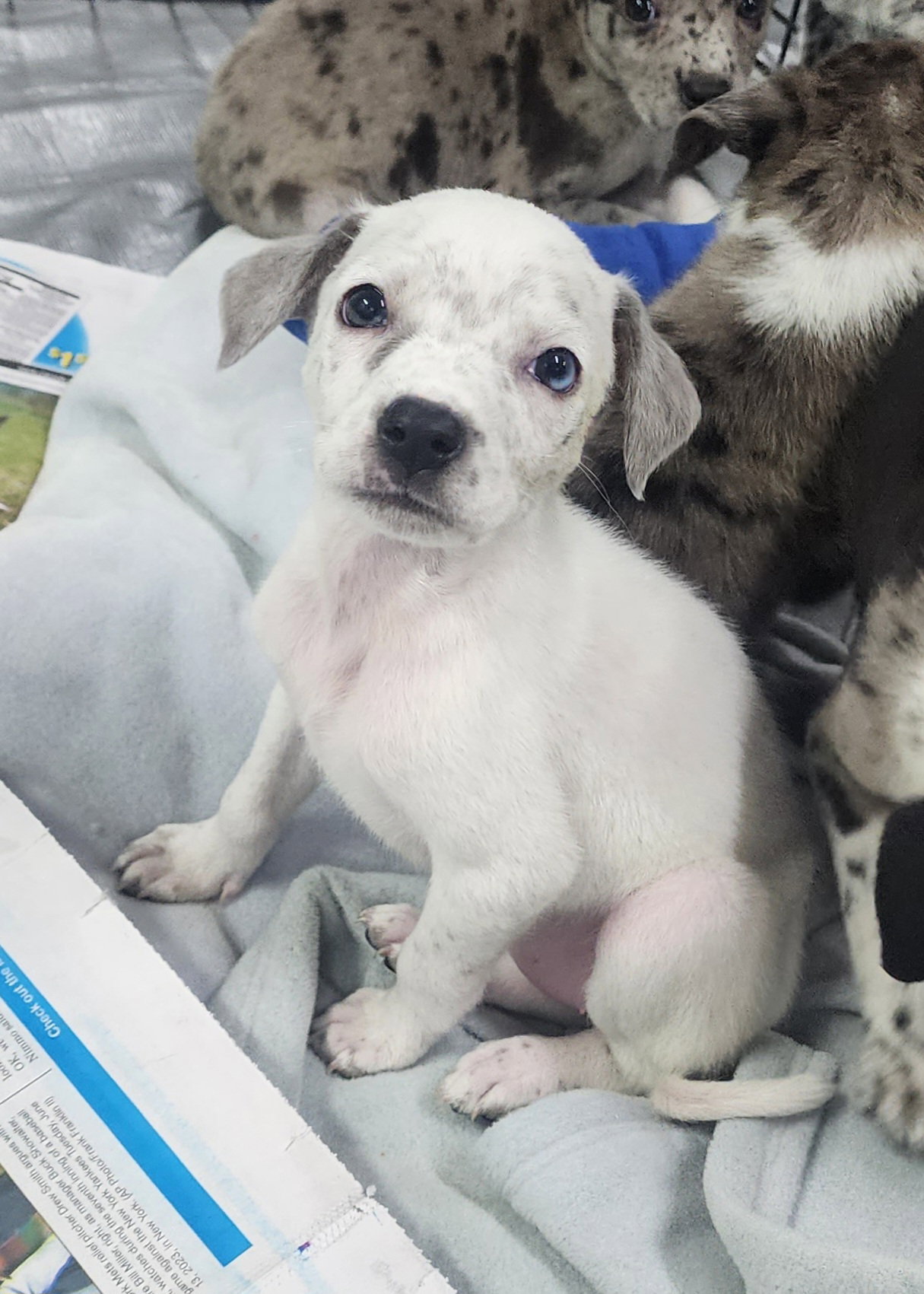 Dog for Adoption - Nati (NY-Sarah)*Adoption Pending*, a Chihuahua in ...
