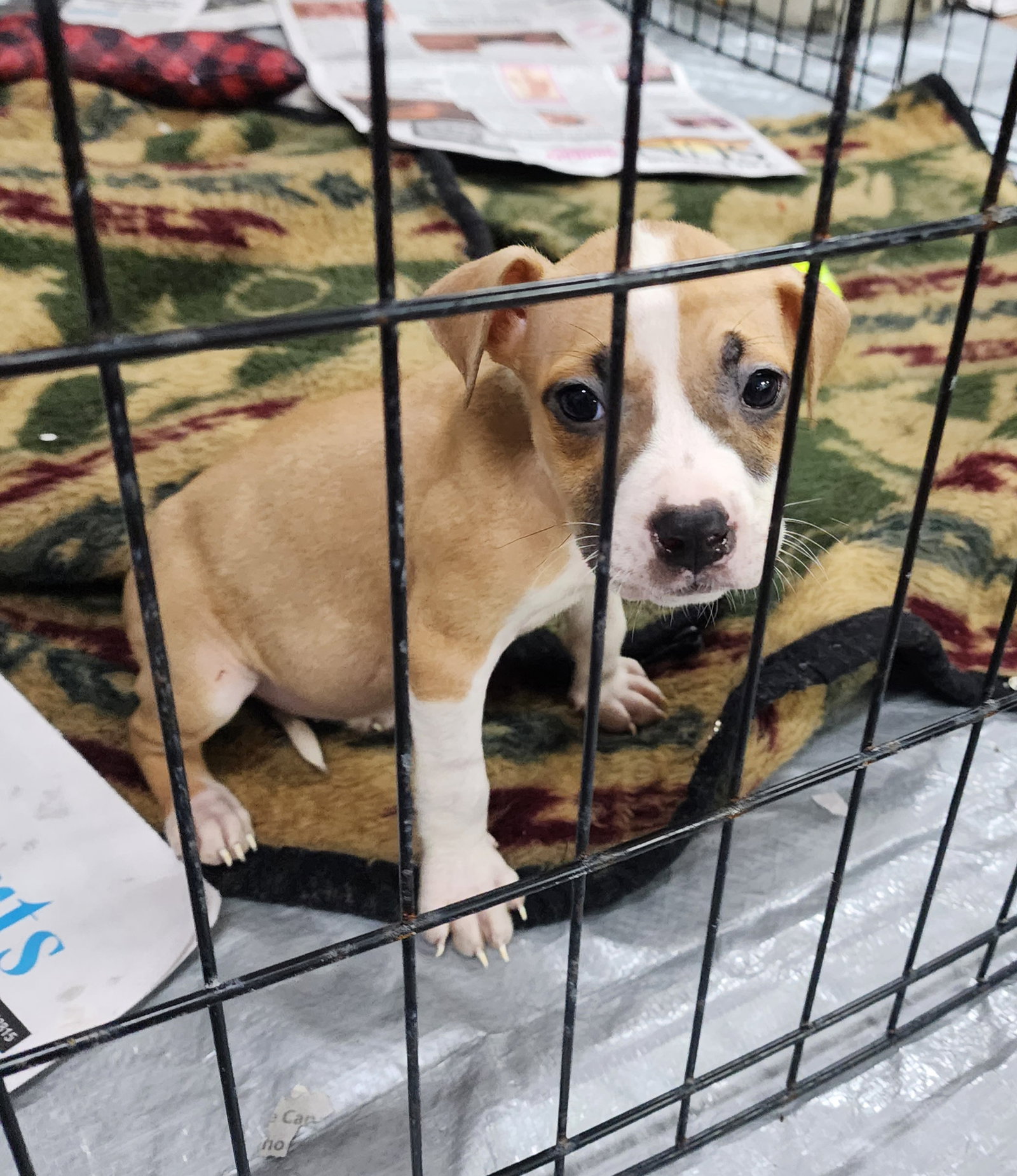 Dog for Adoption - Roma (NY-Sarah), a Bulldog in New Hartford, NY ...