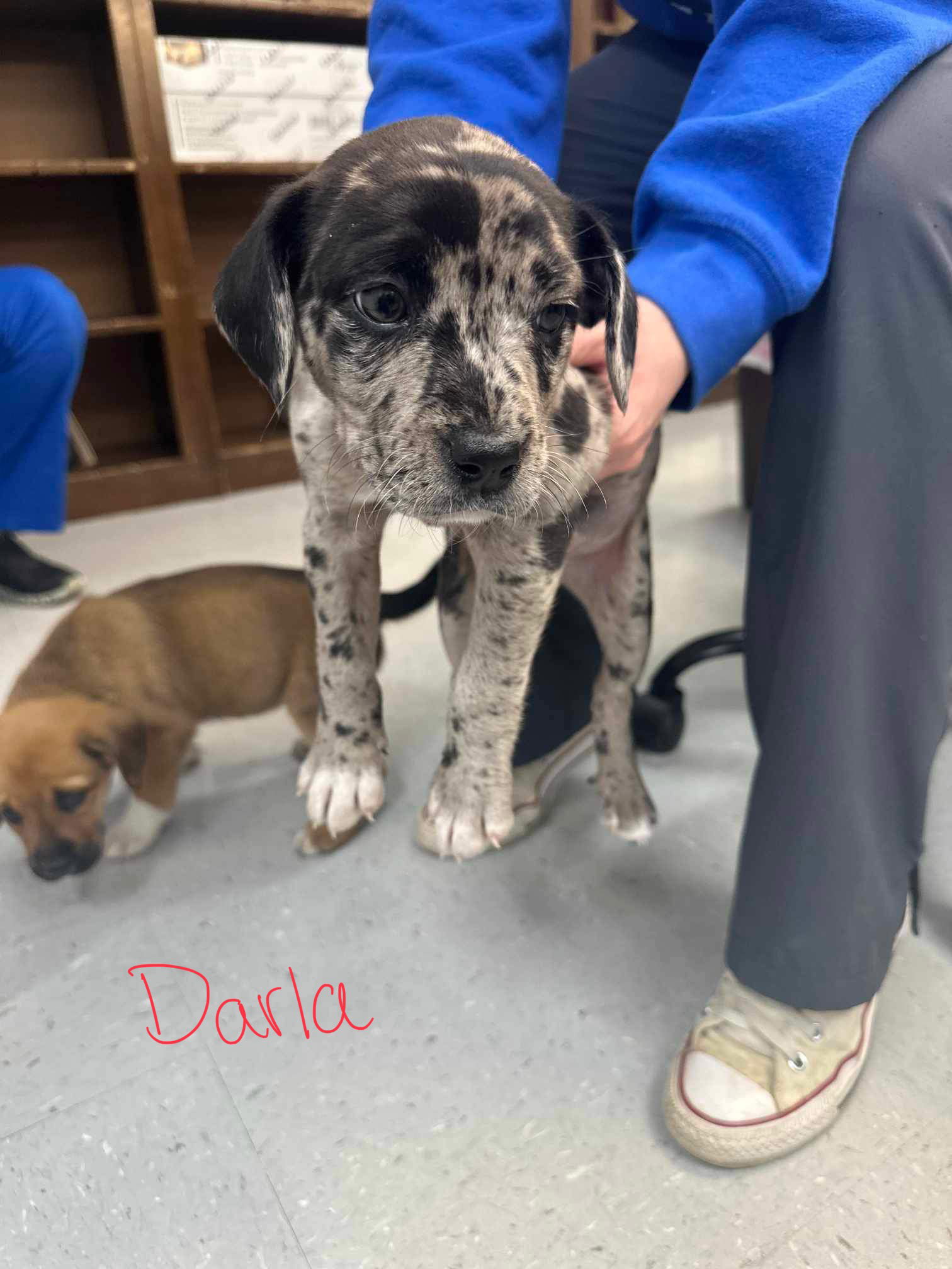 Dog for Adoption - Darla (NY-Sarah), a Australian Shepherd in Frankfort ...