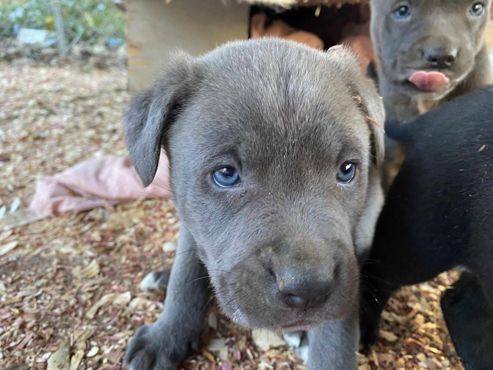 Dog for Adoption - Puppy 4 (NY-Lia), a Labrador Retriever in Oneonta ...