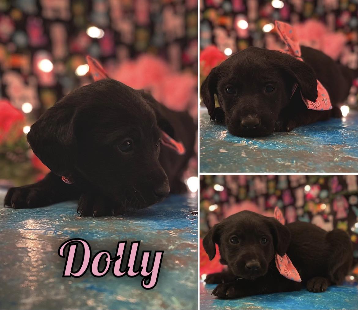 Dog for Adoption - Dolly (NY-Sarah), a Dachshund in Cooperstown, NY ...