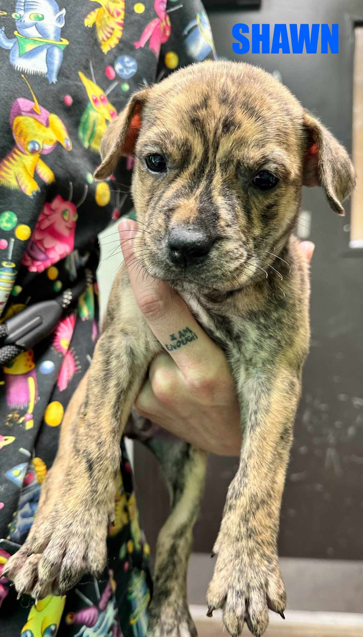 Dog adoption in Smyrna, NY 13464: Labrador Retriever / Mixed Dog "Shawn ...