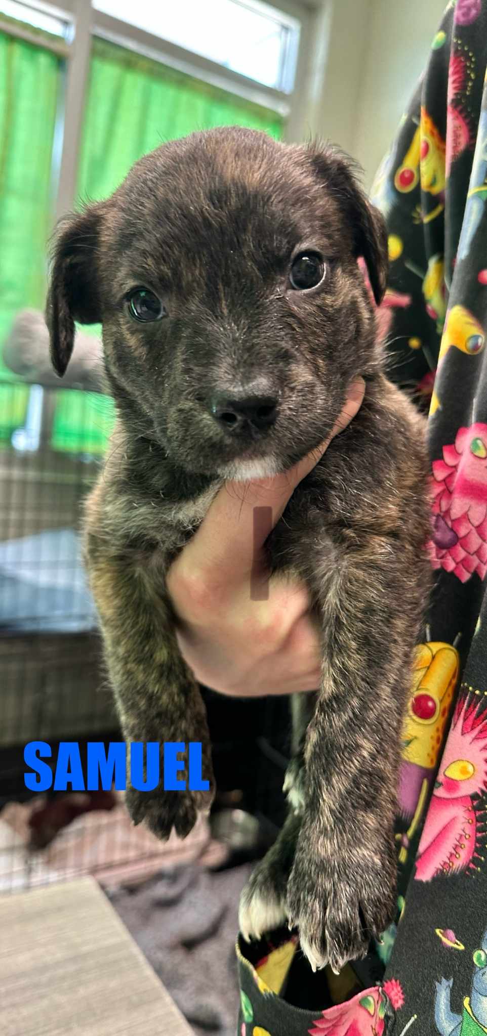 Dog adoption in Smyrna, NY 13464: Labrador Retriever / Mixed Dog ...