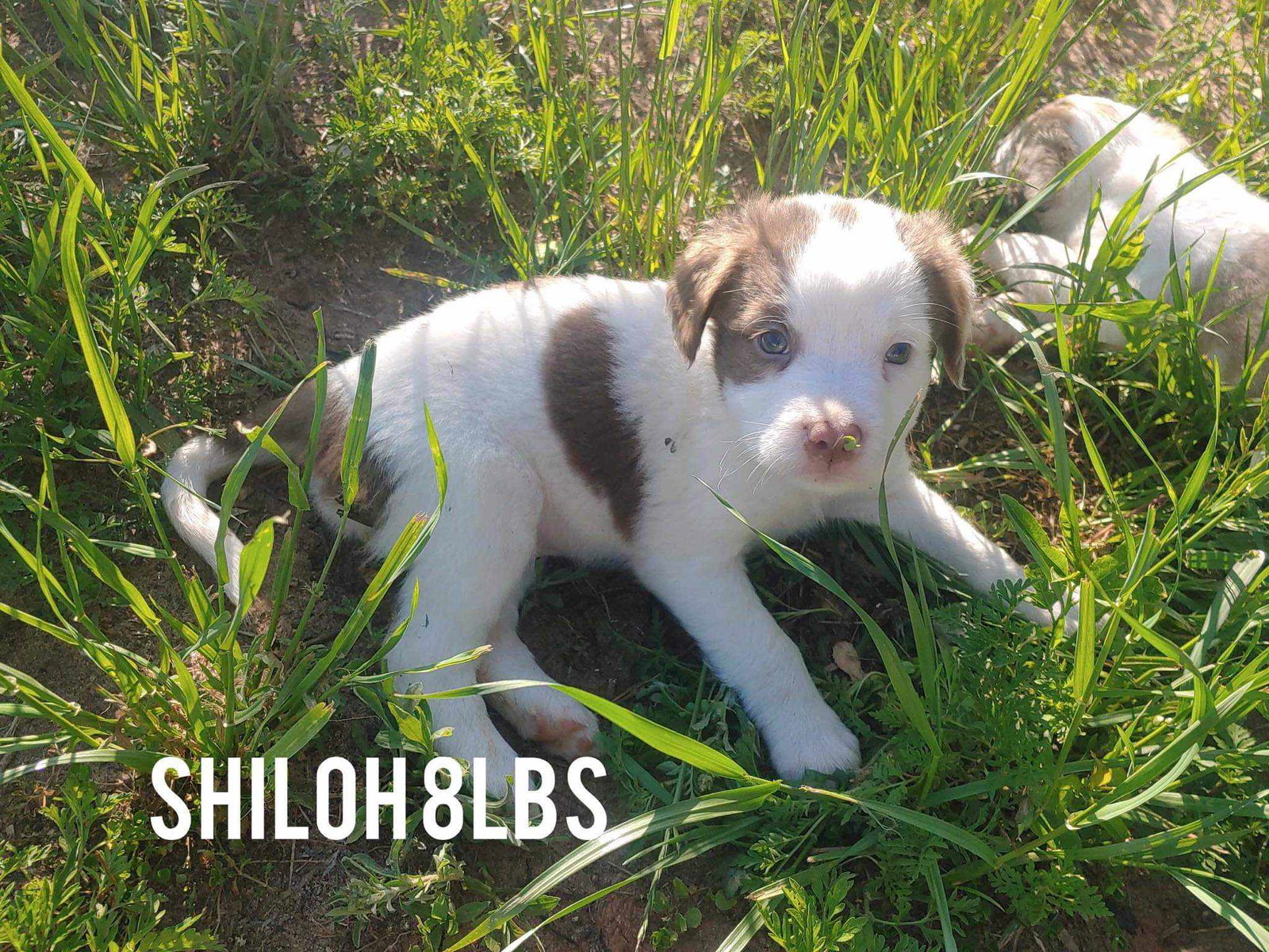 Dog for Adoption - Shiloh (NY-Sarah), a Labrador Retriever in Otsego ...