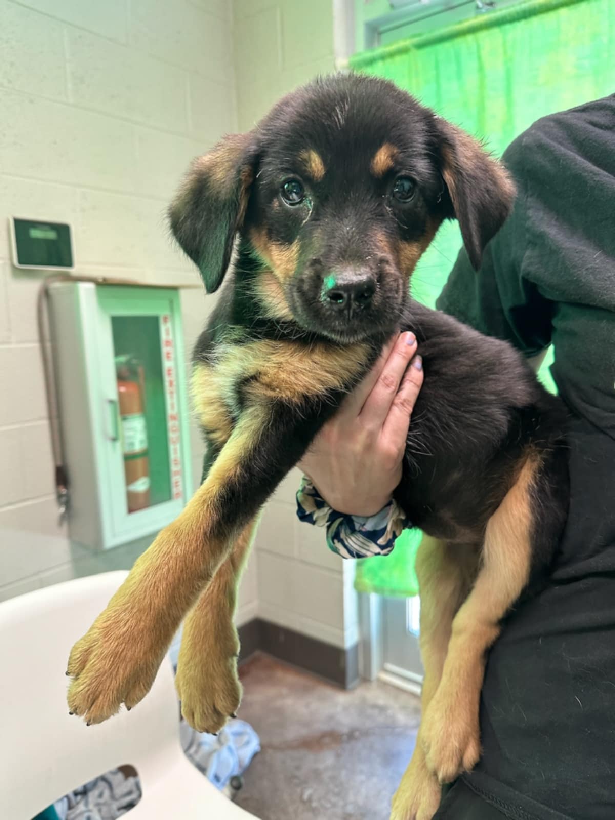 Dog for Adoption - Ernest (NY-Shari), a German Shepherd Dog in ...