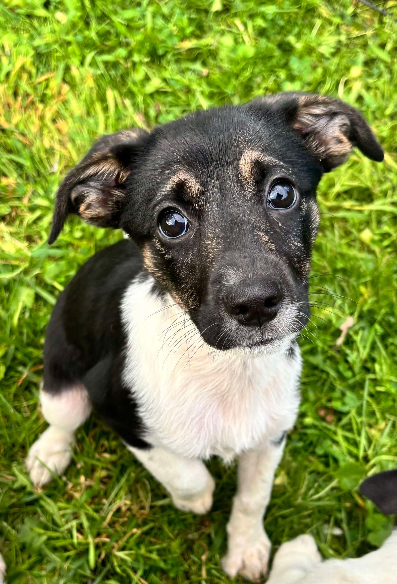 Dog for Adoption - Venus (NY-Kara), a Jack Russell Terrier in Dryden ...