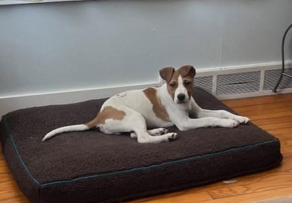 Dog for Adoption - Snoopy (NY-Kara), a Pit Bull Terrier in Manlius, NY ...