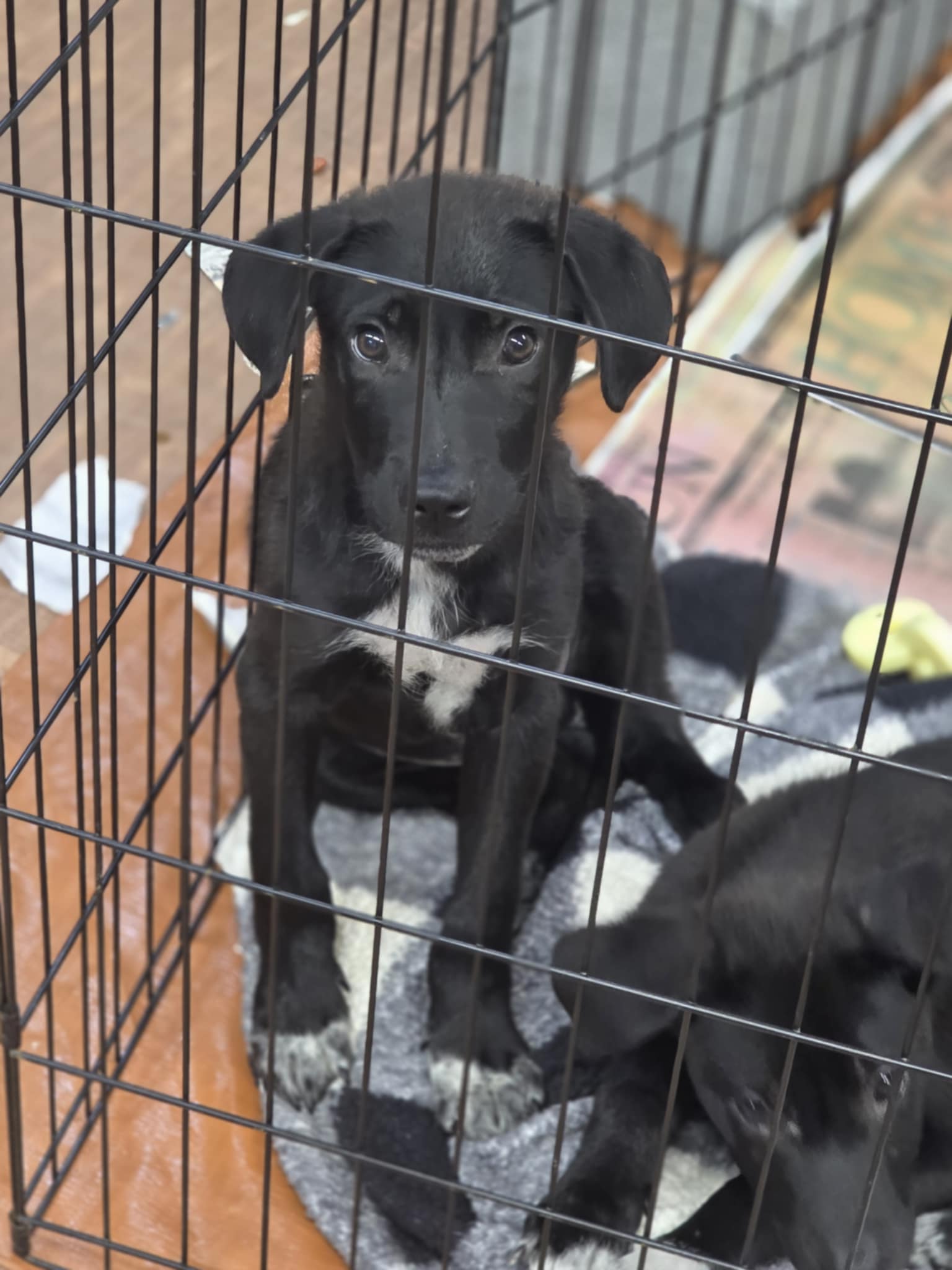 Dog for Adoption - Karl (NY-Sarah), a Labrador Retriever in Dryden, NY ...