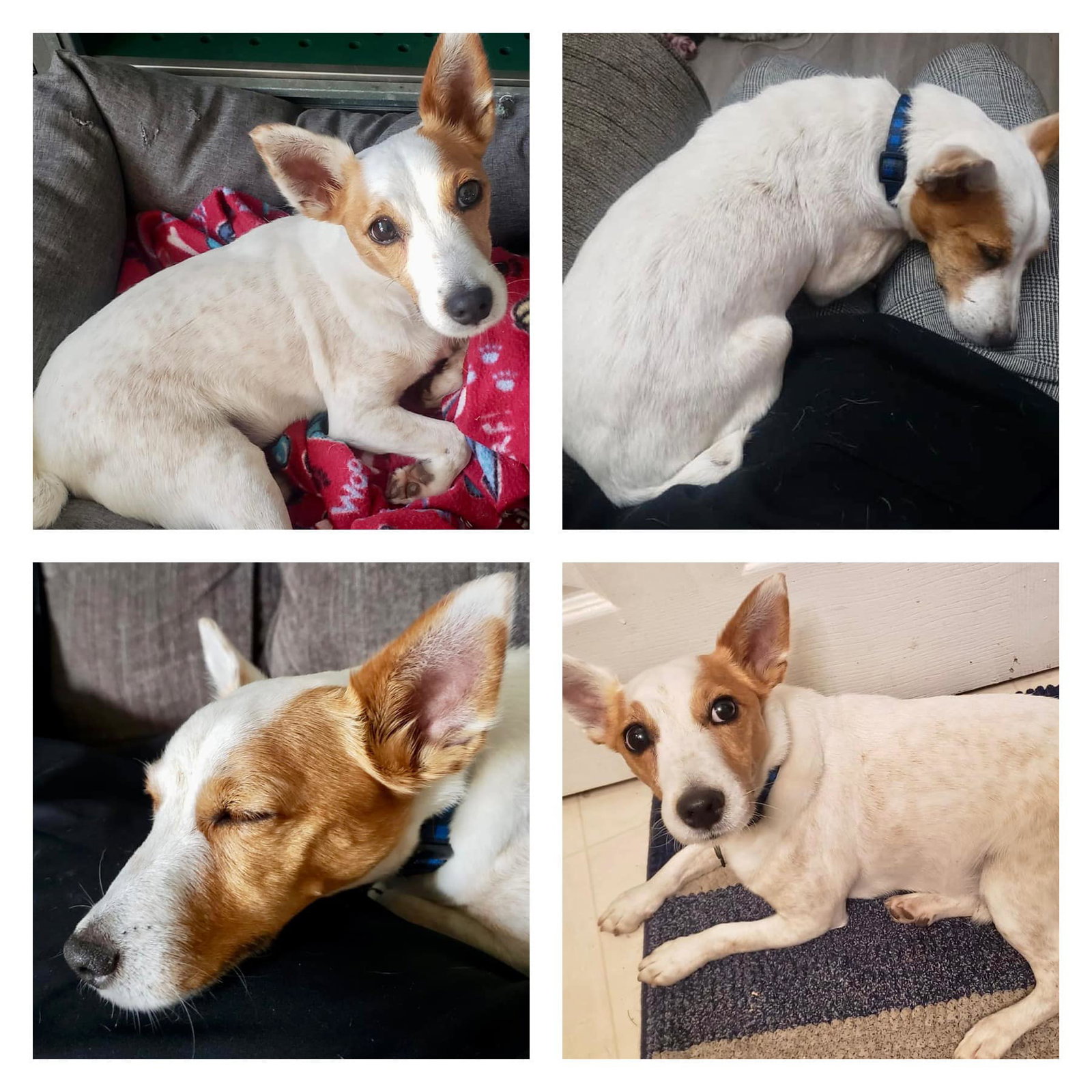 Dog for Adoption - Samuel, a Jack Russell Terrier (Parson Russell ...