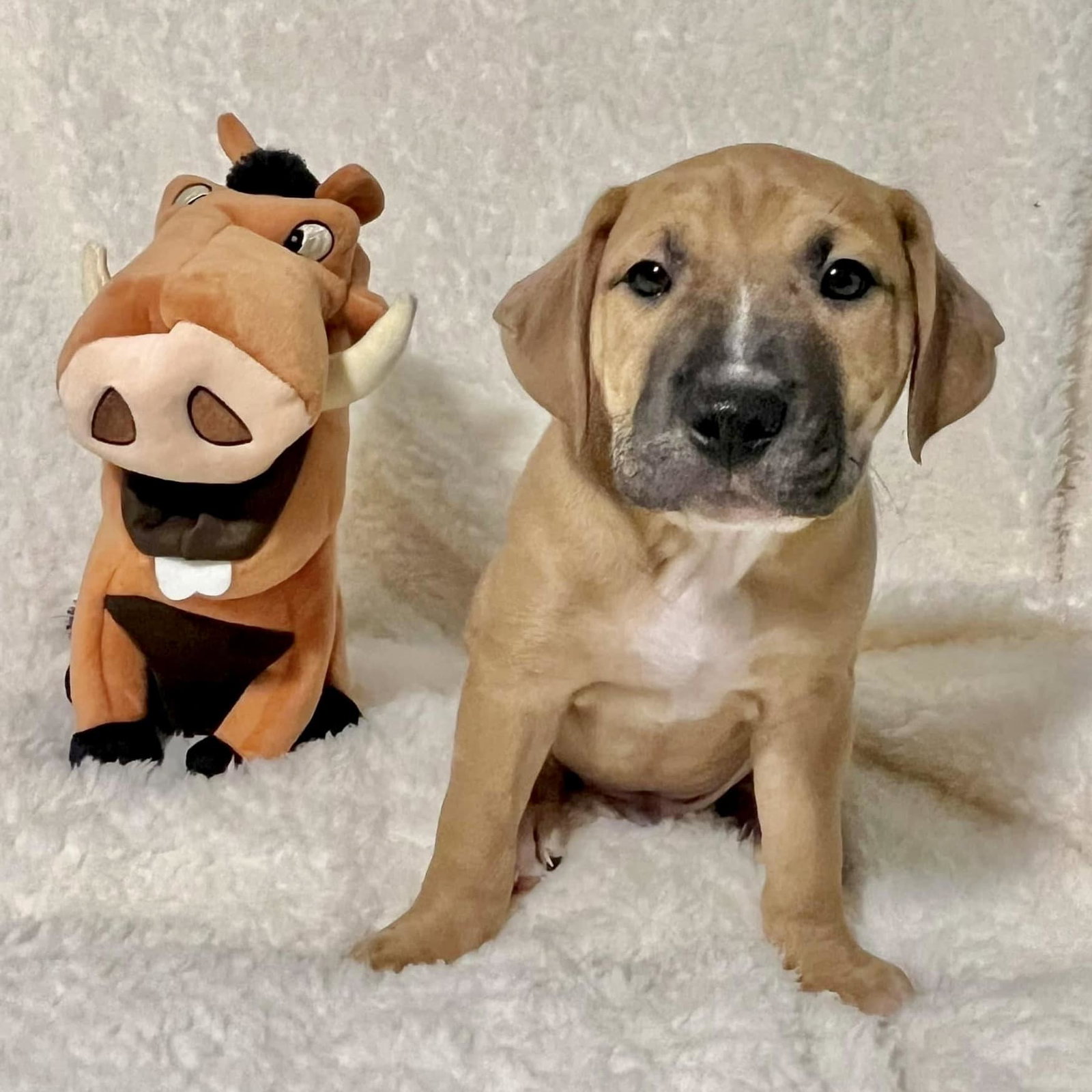 Dog for Adoption - Pumbaa, a Labrador Retriever in Baltimore County, MD ...