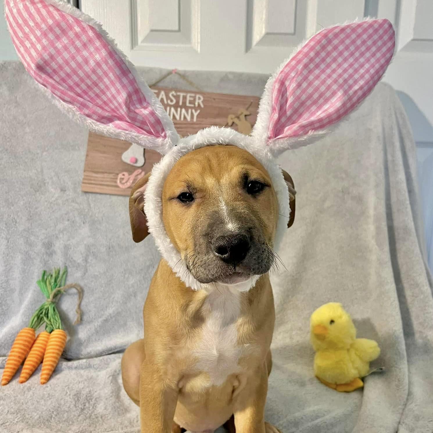 Dog for Adoption - Pumbaa, a Labrador Retriever in Baltimore County, MD ...