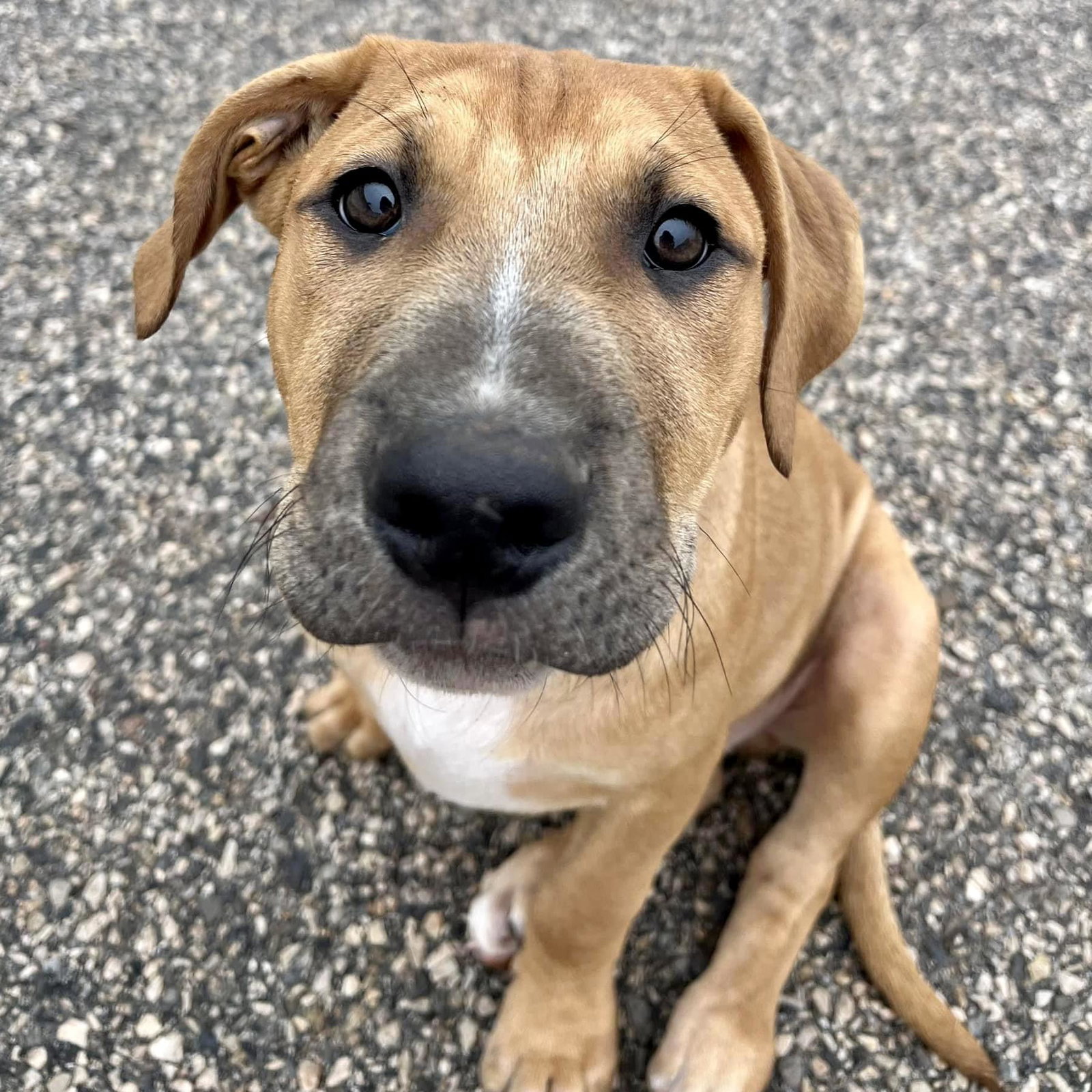 Dog for Adoption - Pumbaa, a Labrador Retriever in Baltimore County, MD ...