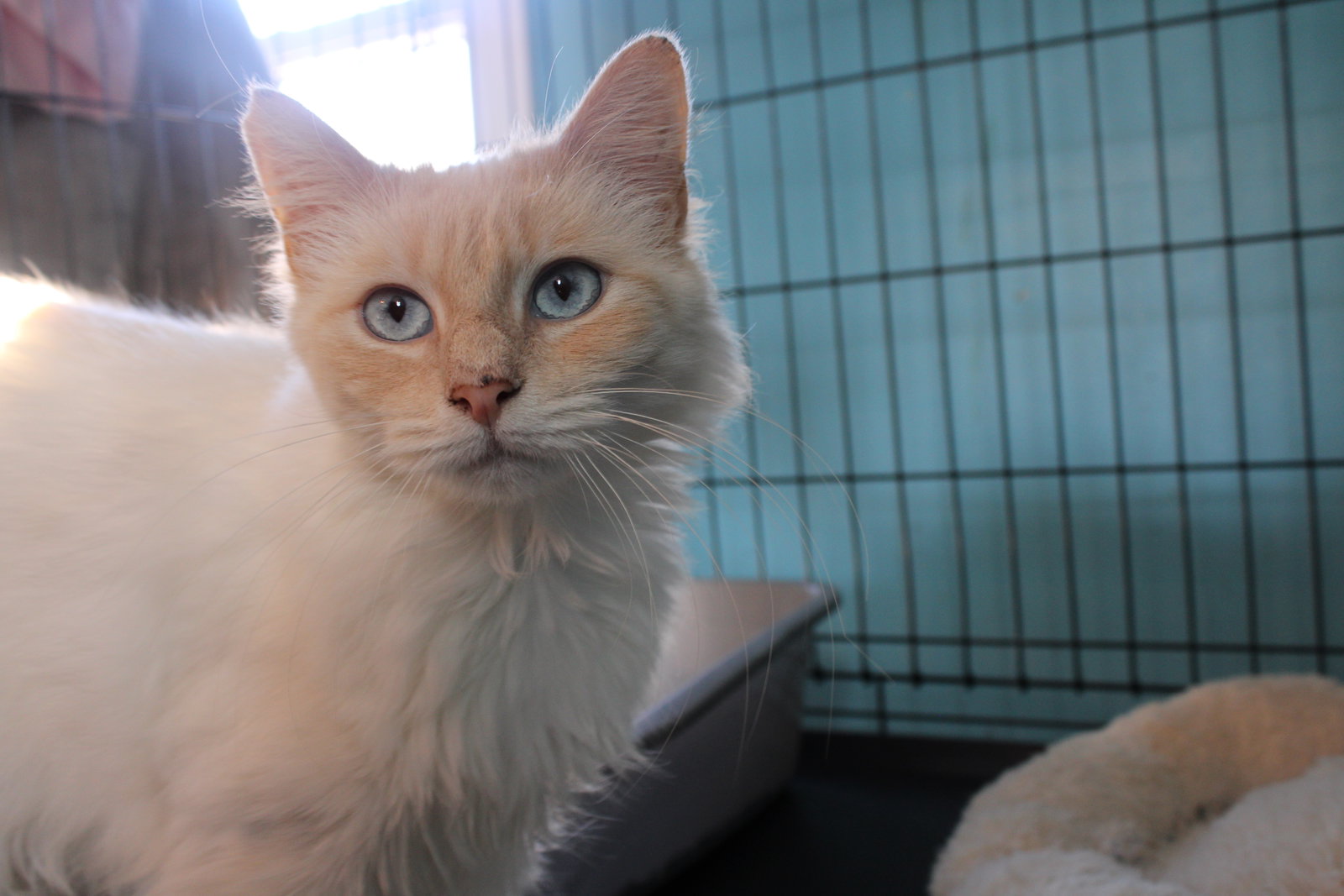 Cats for Adoption in North East, Maryland | Alpha Paw