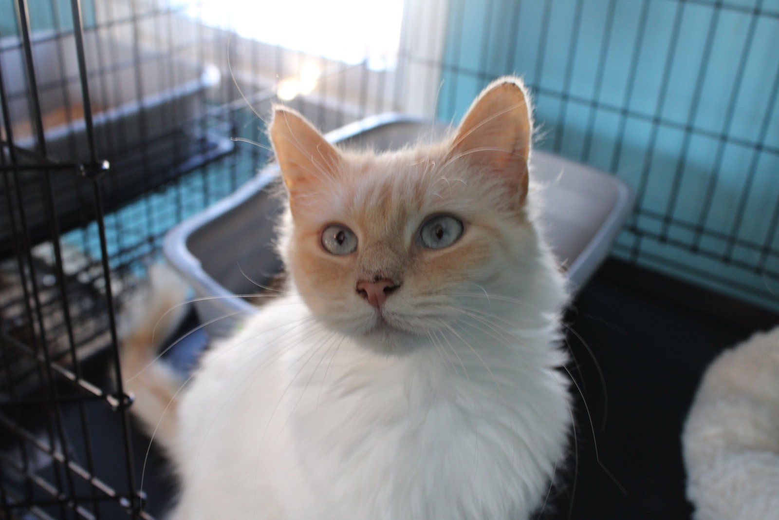 Cats for Adoption in North East, Maryland | Alpha Paw