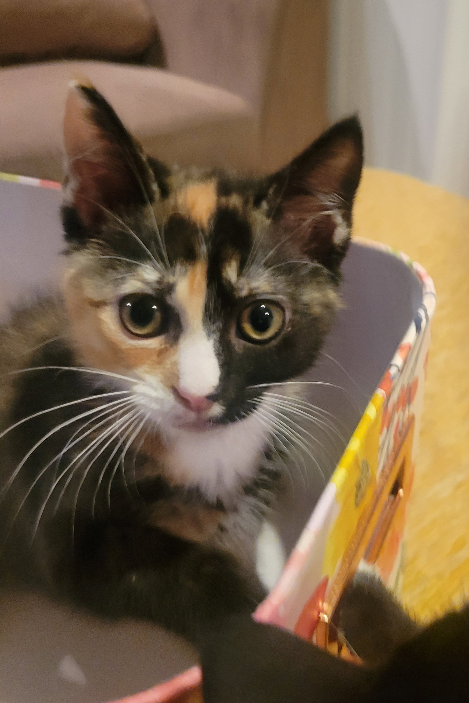 Cats for Adoption in Wilmington, Delaware | Alpha Paw