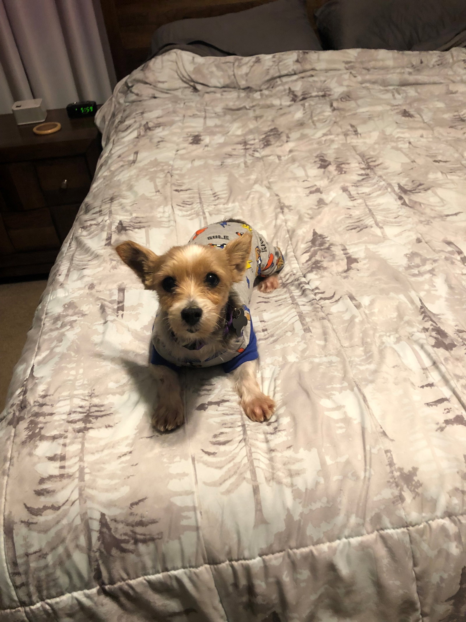 Dog for Adoption - Chloe, a Biewer in Sioux Falls, SD | Alpha Paw