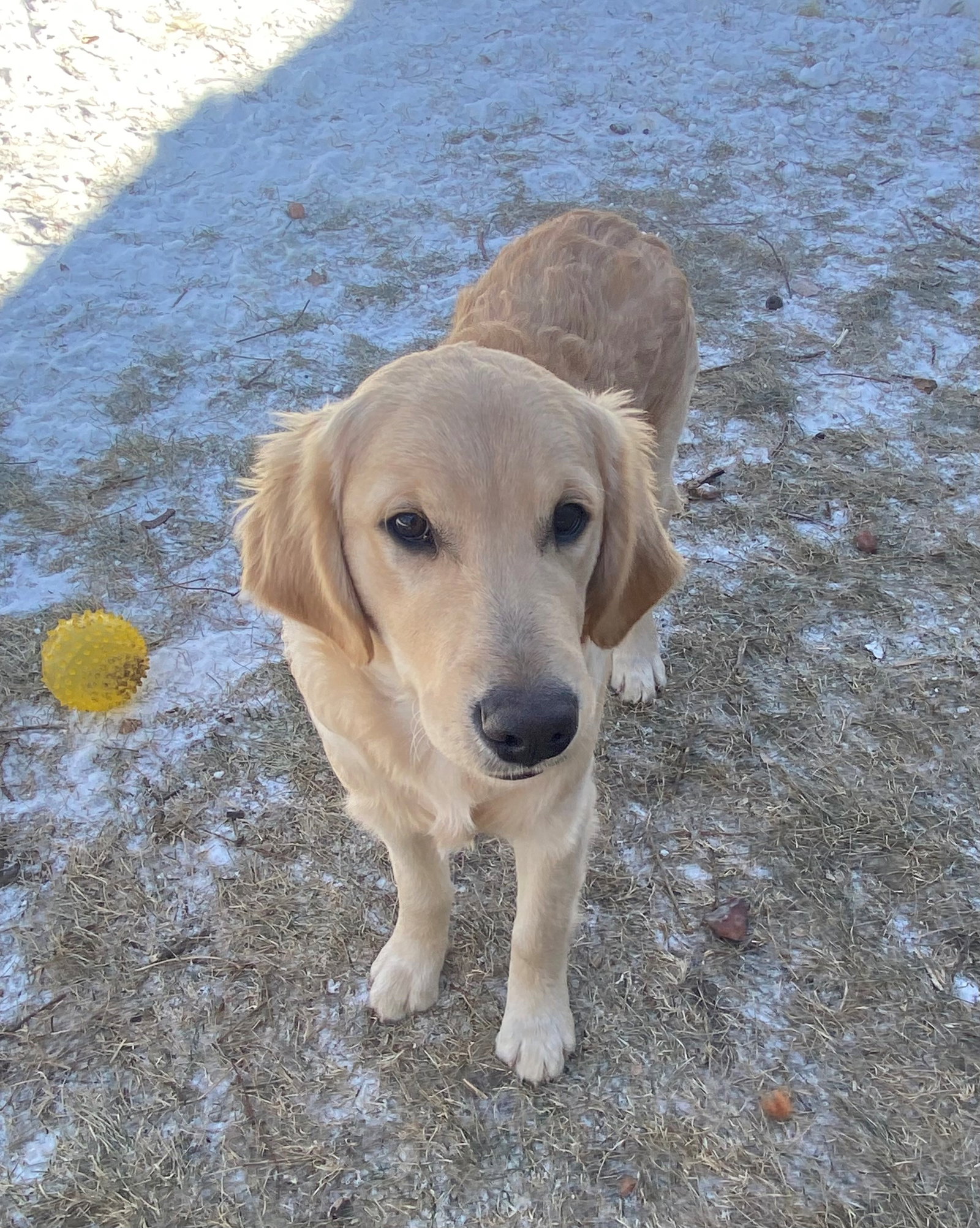 Dog for Adoption - Jasper, a Golden Retriever in Baltic, SD | Alpha Paw