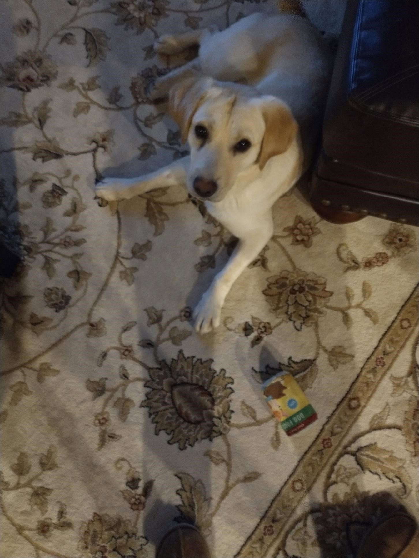 Dog for Adoption - Gerdy, a Labrador Retriever in Hartford, SD | Alpha Paw