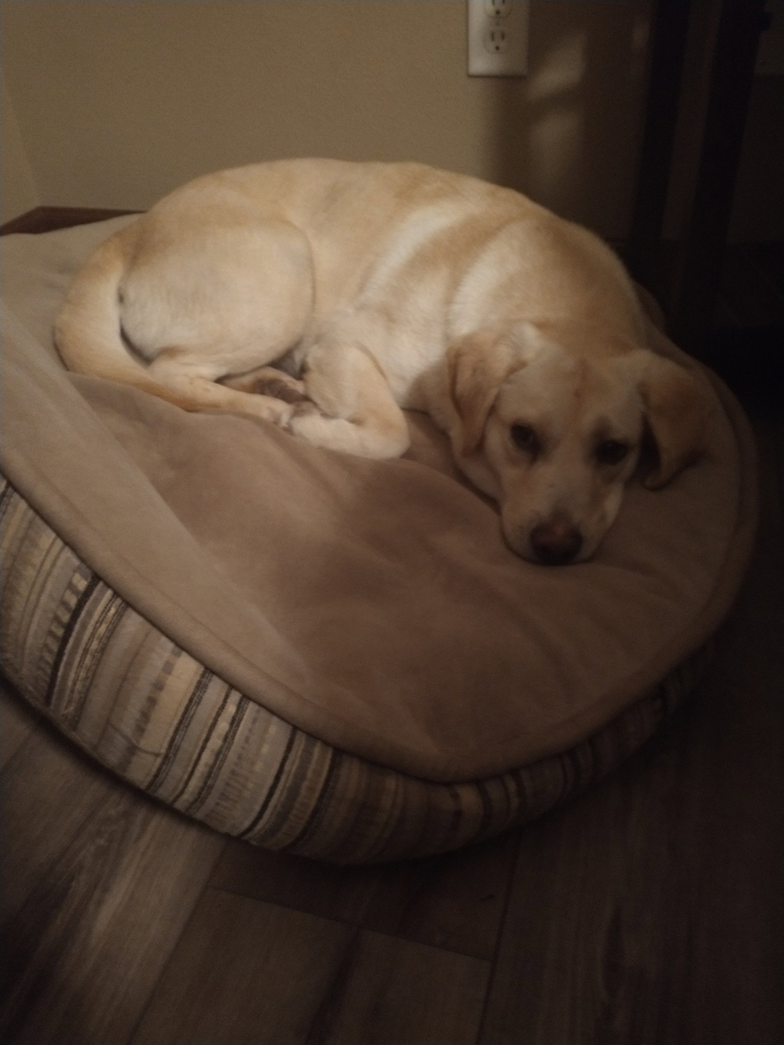 Dog for Adoption - Gerdy, a Labrador Retriever in Hartford, SD | Alpha Paw