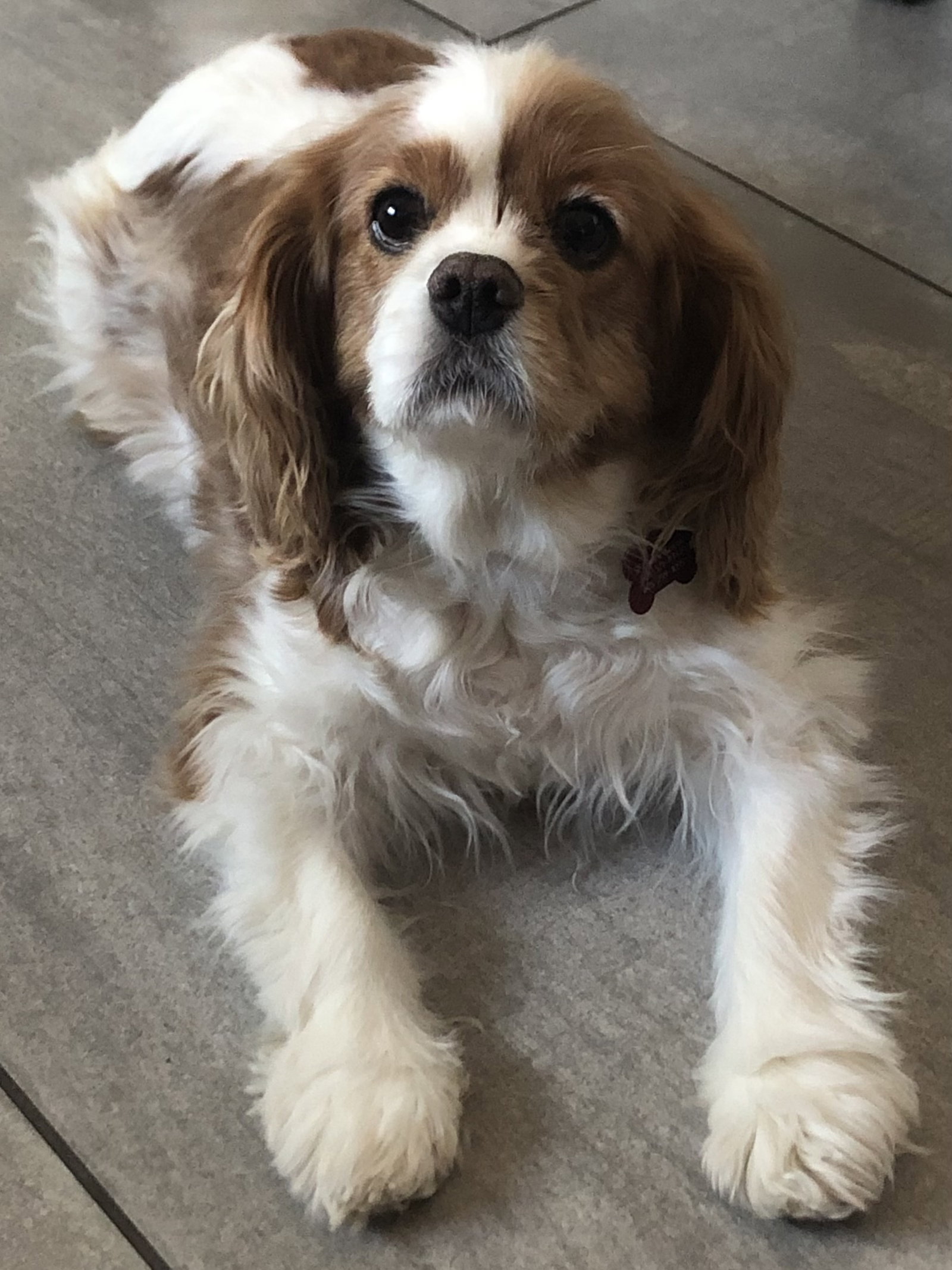 Dog for Adoption - Whitley, a Cavalier King Charles Spaniel in ...