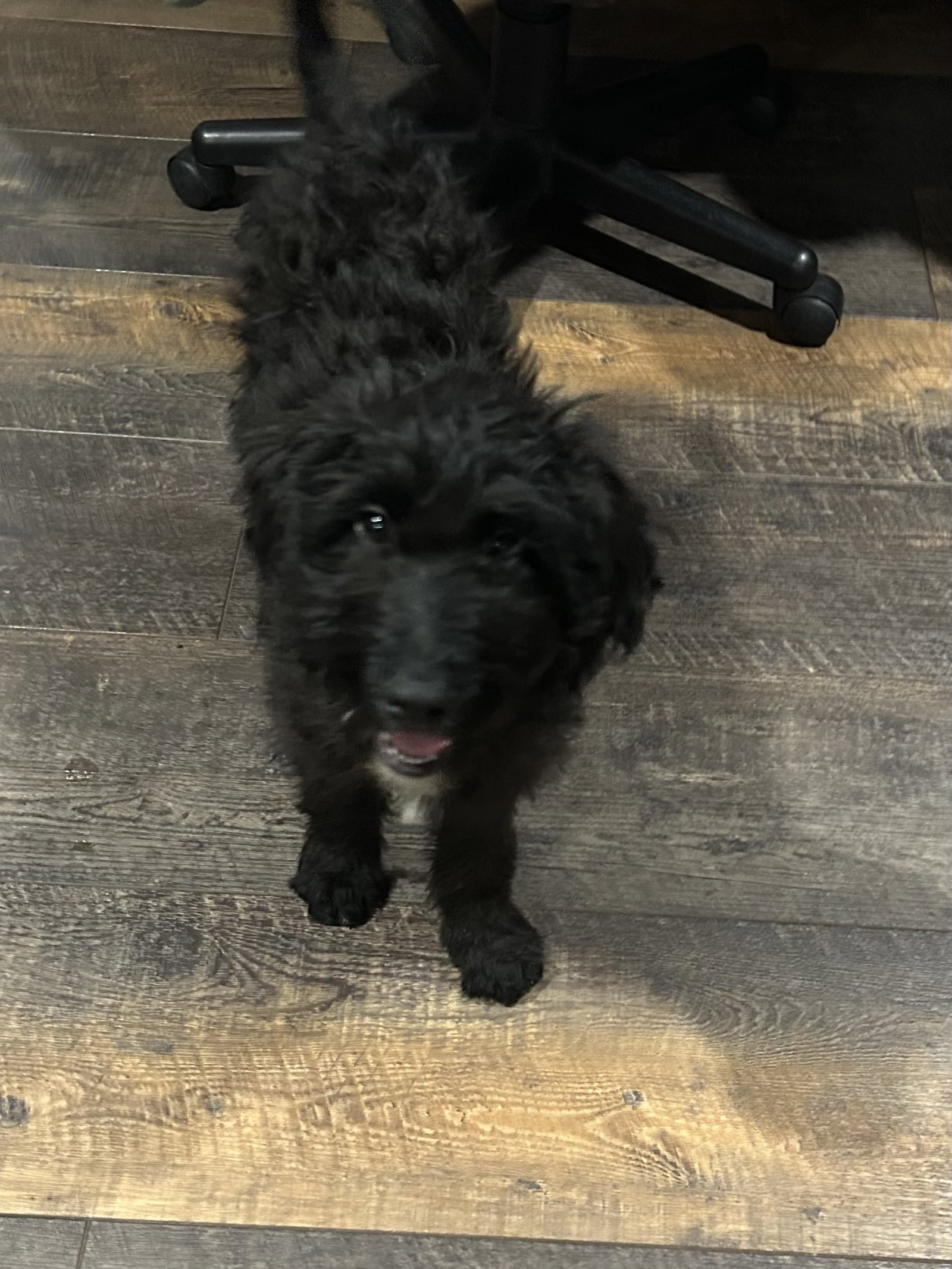 Dog for Adoption - Ally, a Poodle (Standard) in Sioux Falls, SD | Alpha Paw