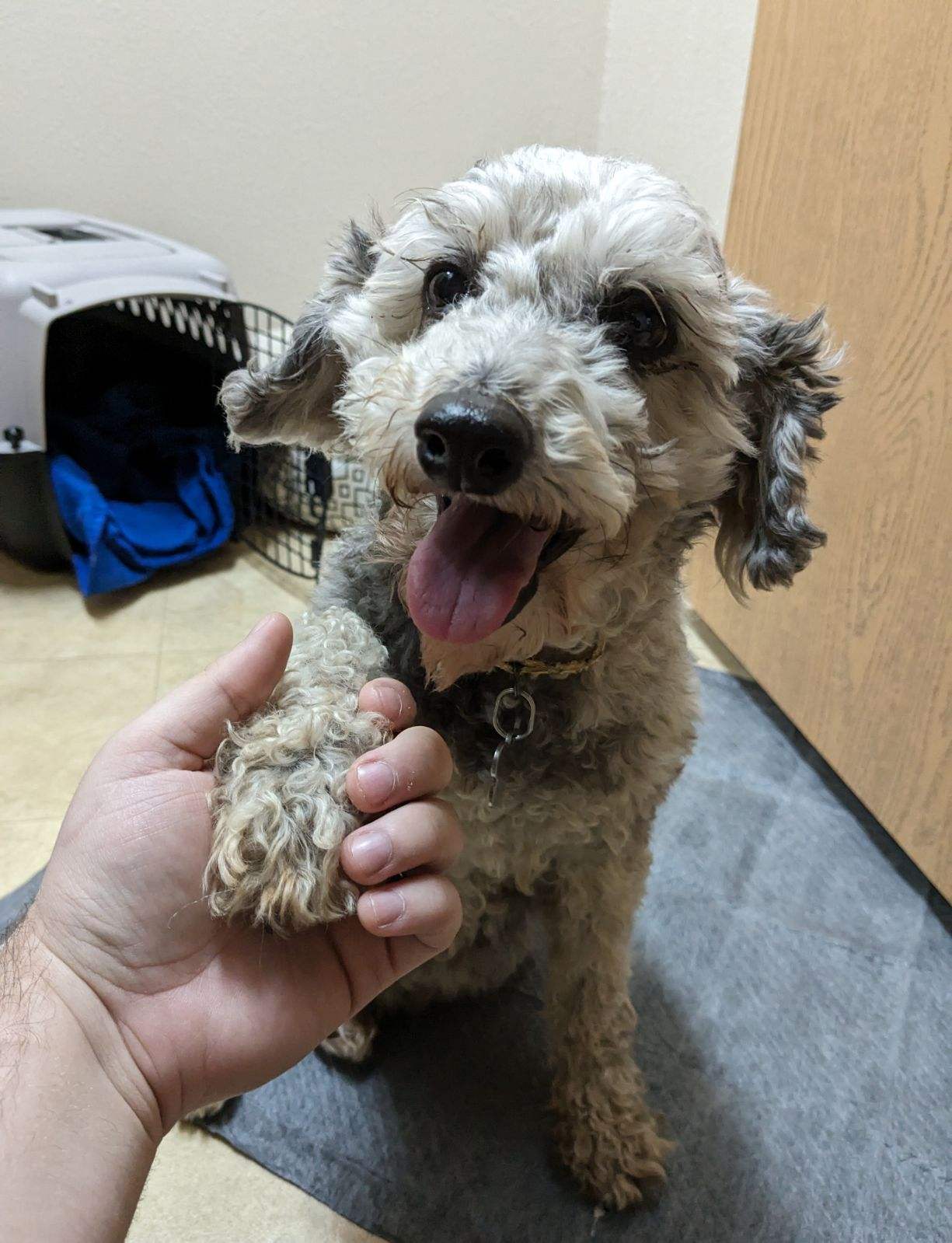 Dog for Adoption - Noelle, a Poodle (Miniature) in Sioux Falls, SD ...