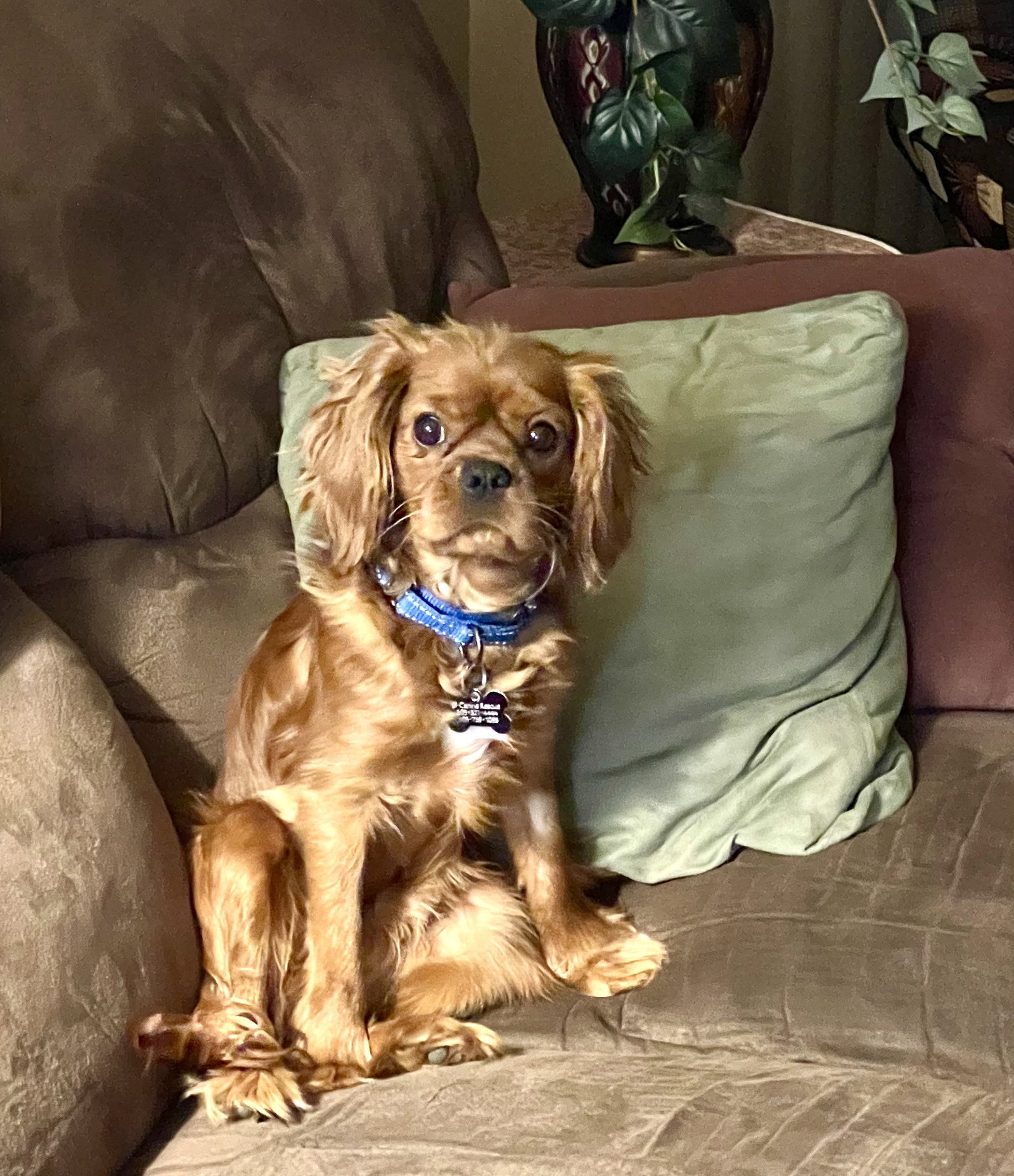 Dog for Adoption - Rascal, a Cavalier King Charles Spaniel in Pipestone ...