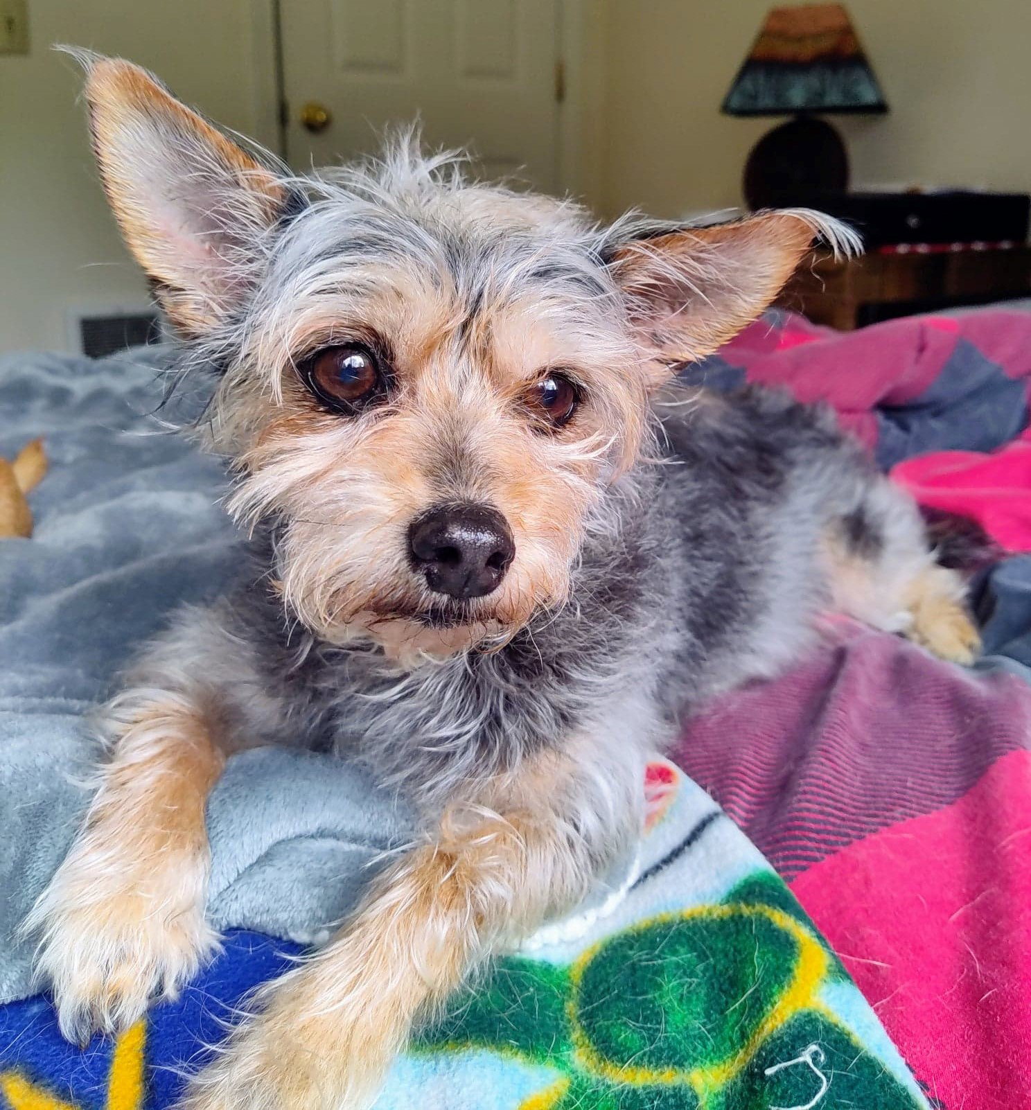 Dog for Adoption - Sally and Charlie, Yorkie Poos, a Yorkshire Terrier ...