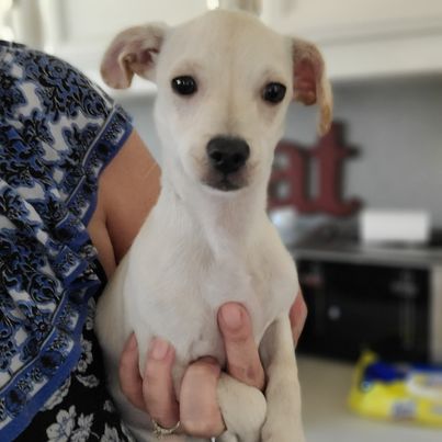 Dog for Adoption - Stewie a Dachshund mix puppy, a Dachshund in ...