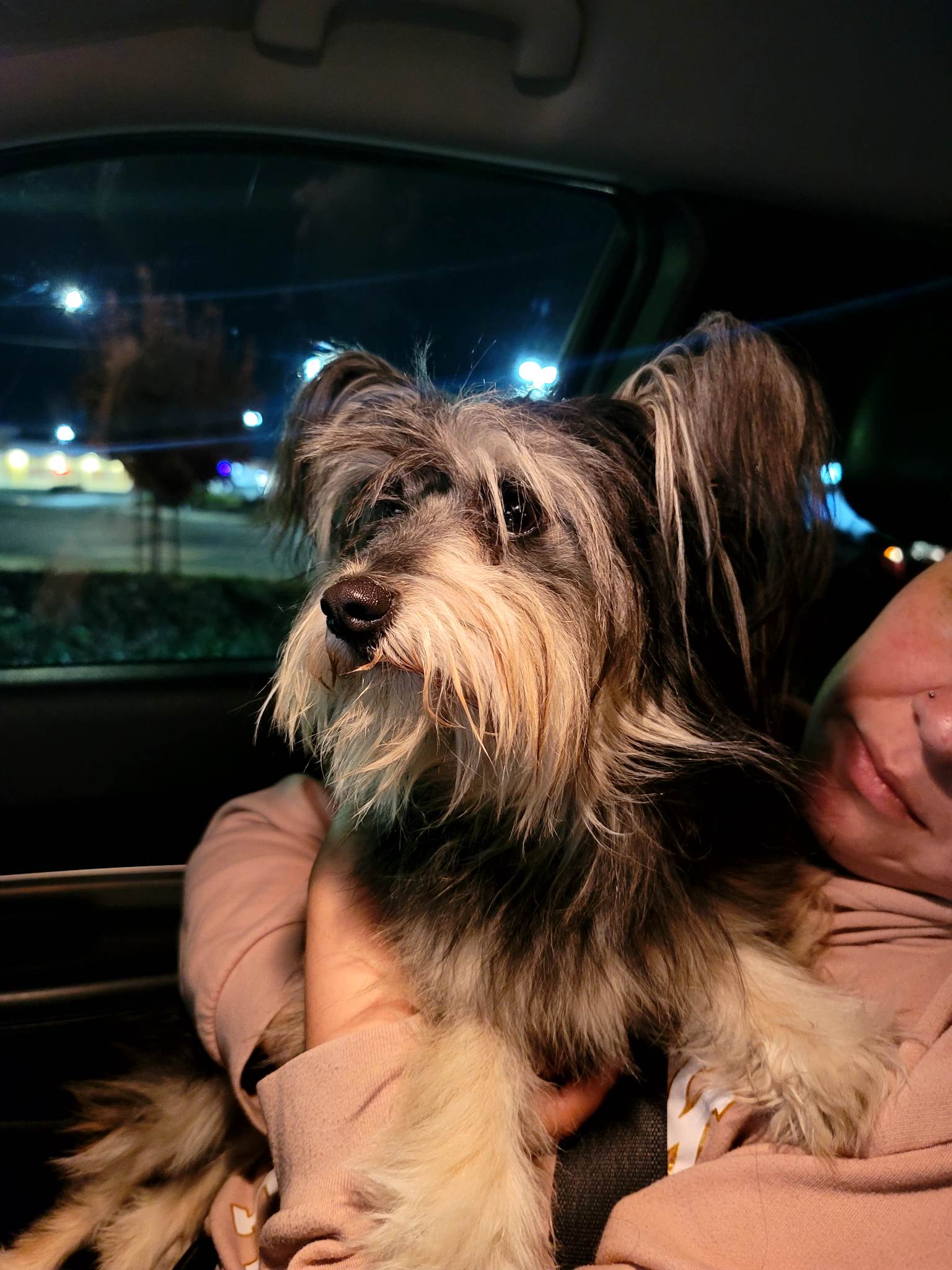 Dog for Adoption - Mimi a Papillon-Schnauzer puppy, a Papillon in ...