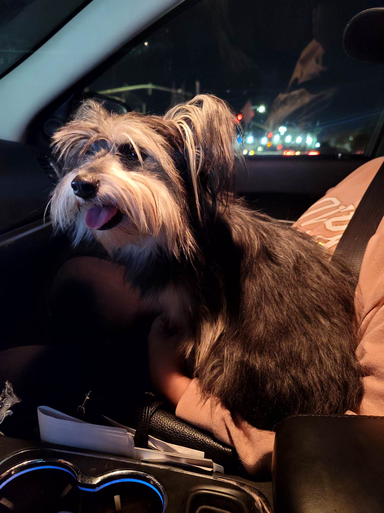 Dog for Adoption - Mimi a Papillon-Schnauzer puppy, a Papillon in ...