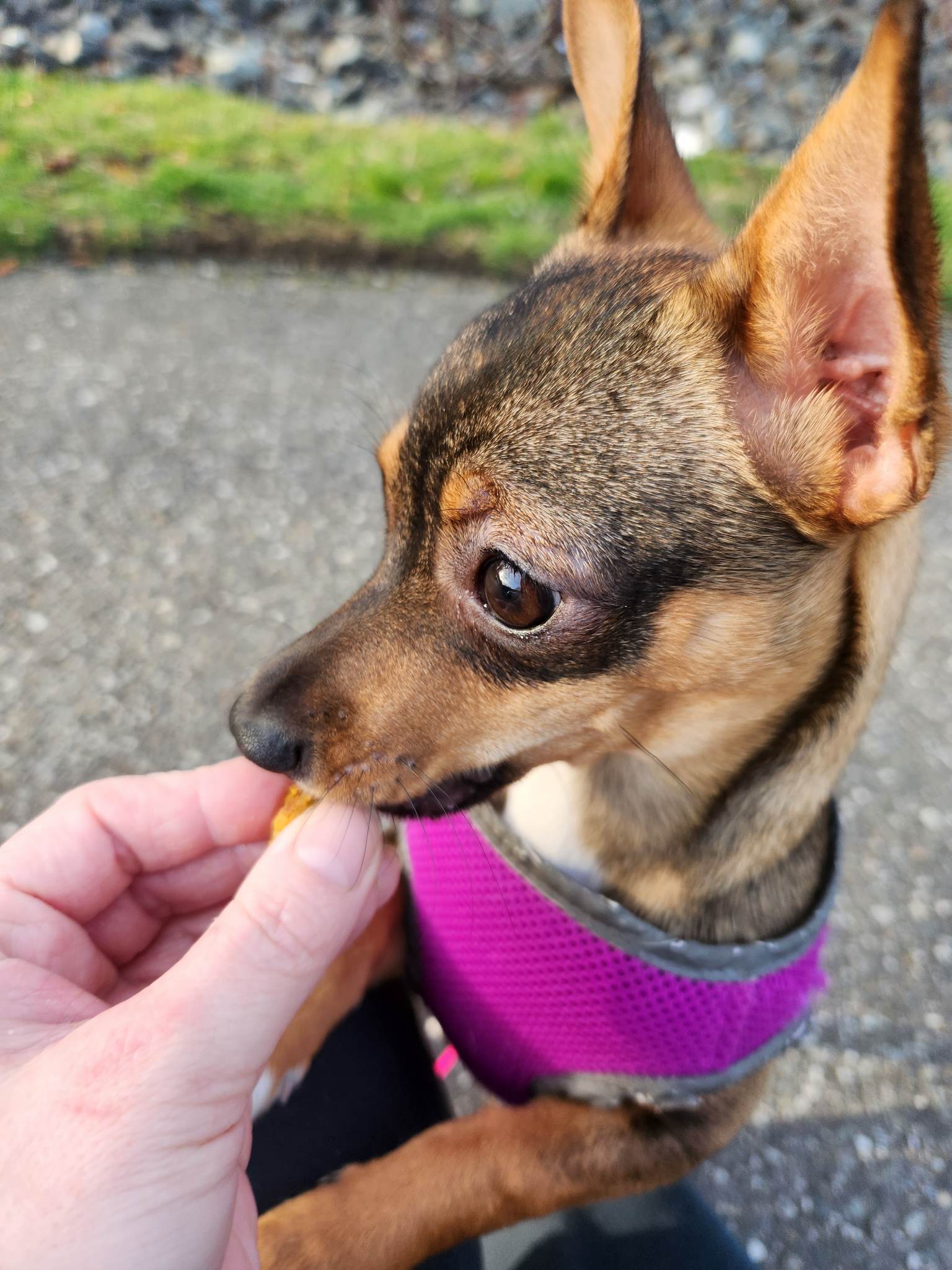 Dog for Adoption - Remy a sweet Small breed mix girl, a Chihuahua in ...